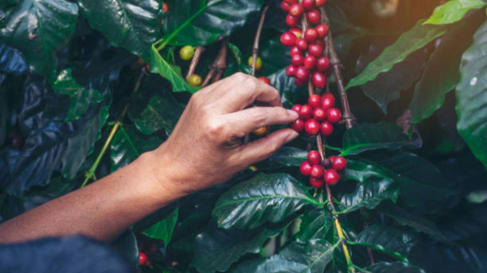 SC Coffee .Co มหาสารคาม - สั่งอาหารเดลิเวอรี | Wongnai x LINE MAN