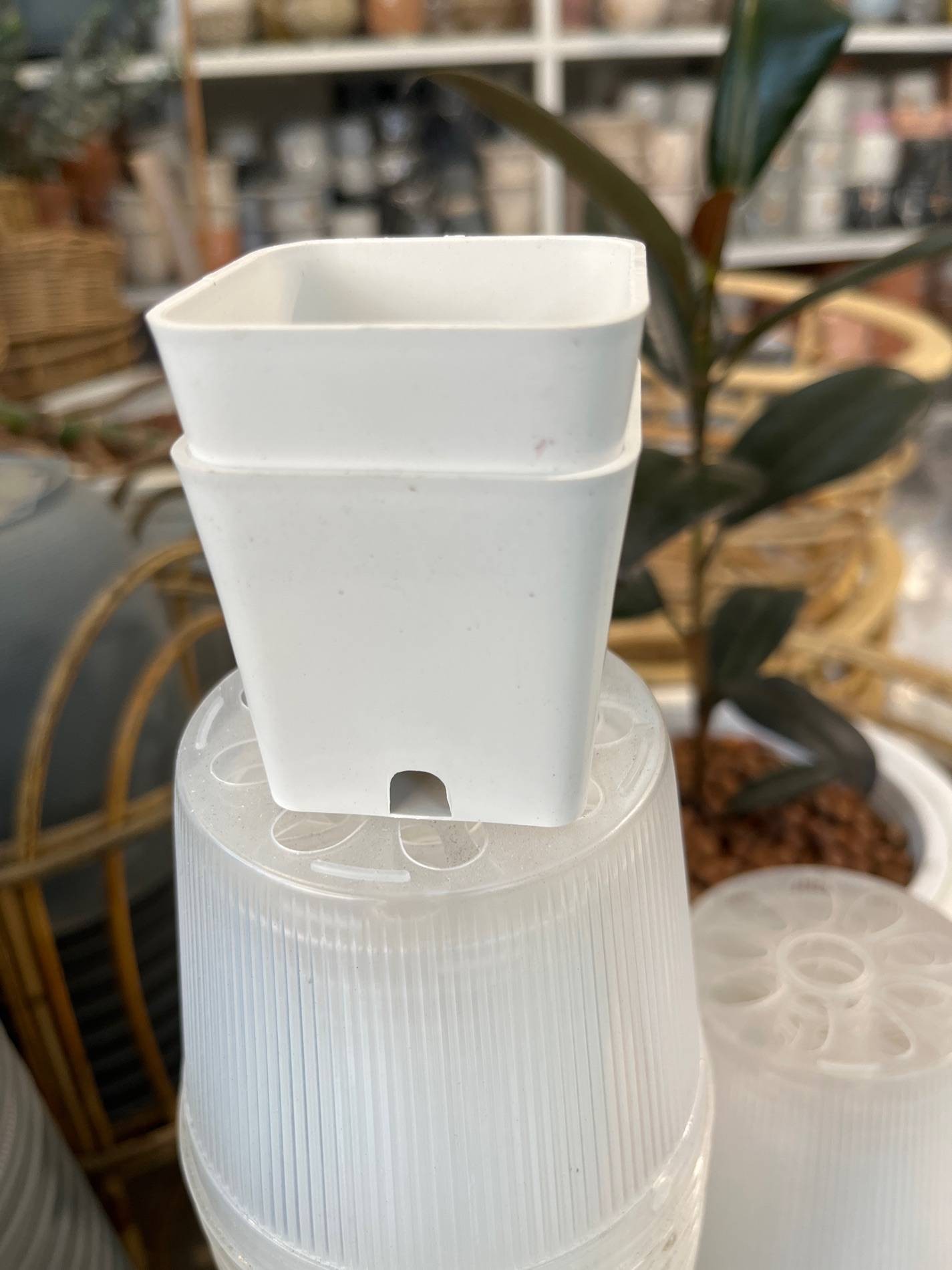 ร้าน hana plant malin plaza