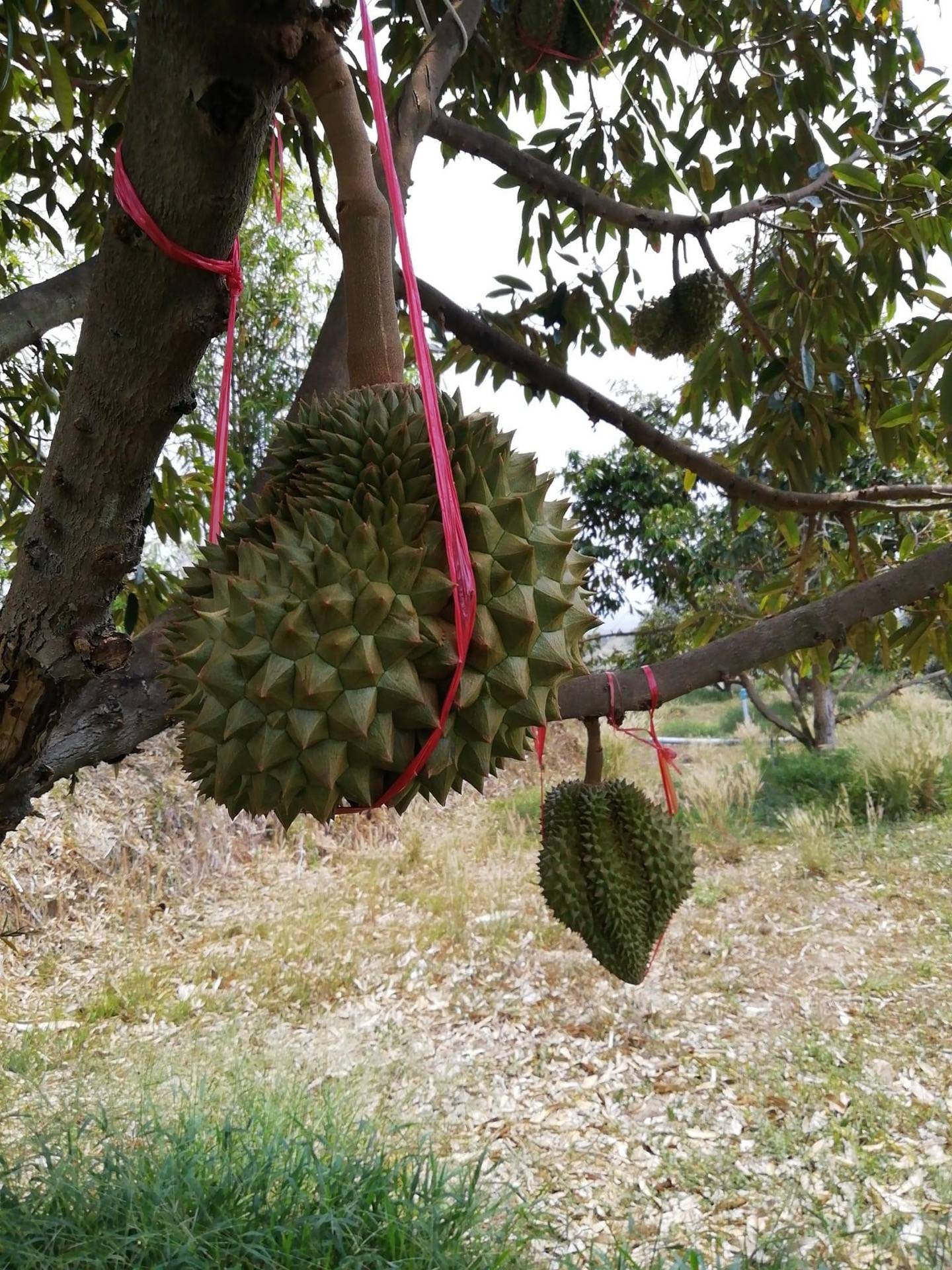 รีวิว สวนทุเรียนแลนด์ - ทุเรียนแลนด์สำหรับคนชอบทุเรียนโดยเฉพาะนักท่อง ...