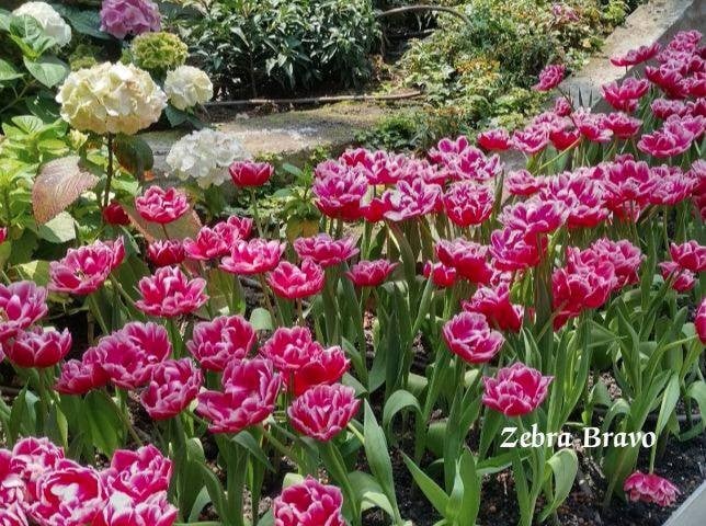 Flora Exhibition Hall - รีวิวสถานที่ท่องเที่ยว