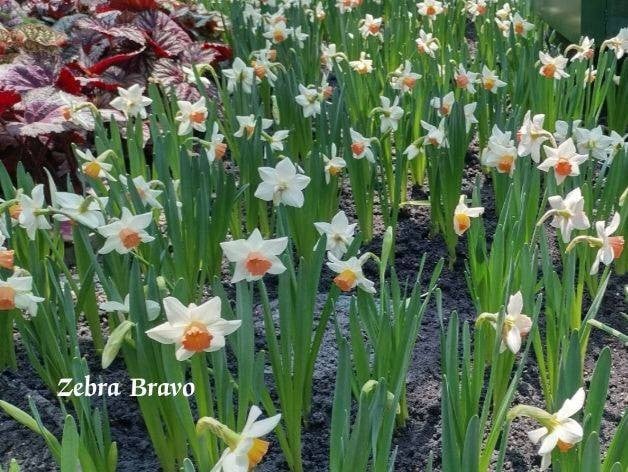รูป Flora Exhibition Hall