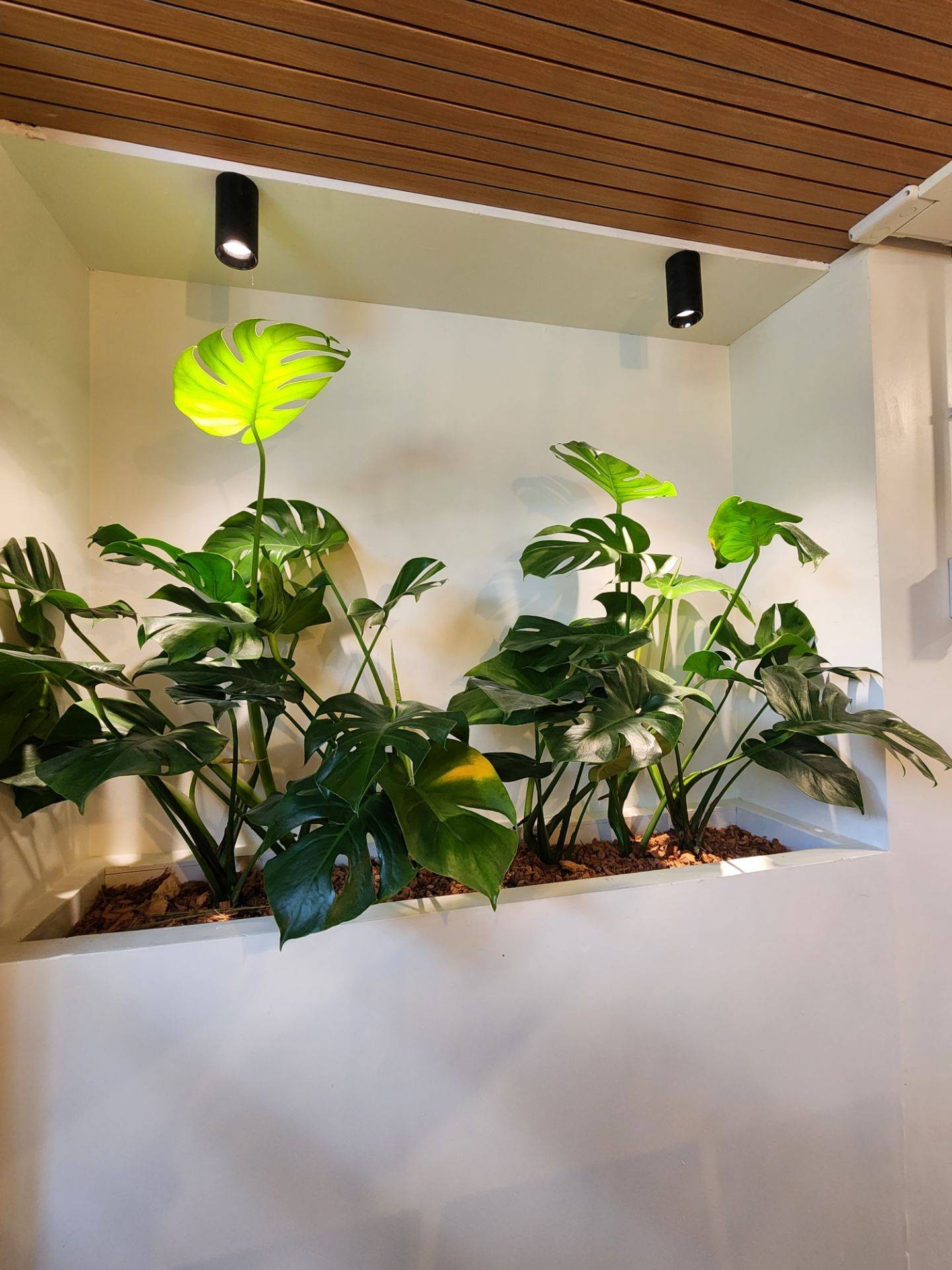 ร้าน Bartels Craft Bread Coffee & Juicery Suan Phlu ทุ่งมหาเมฆ | รีวิวร้านอาหาร - Wongnai