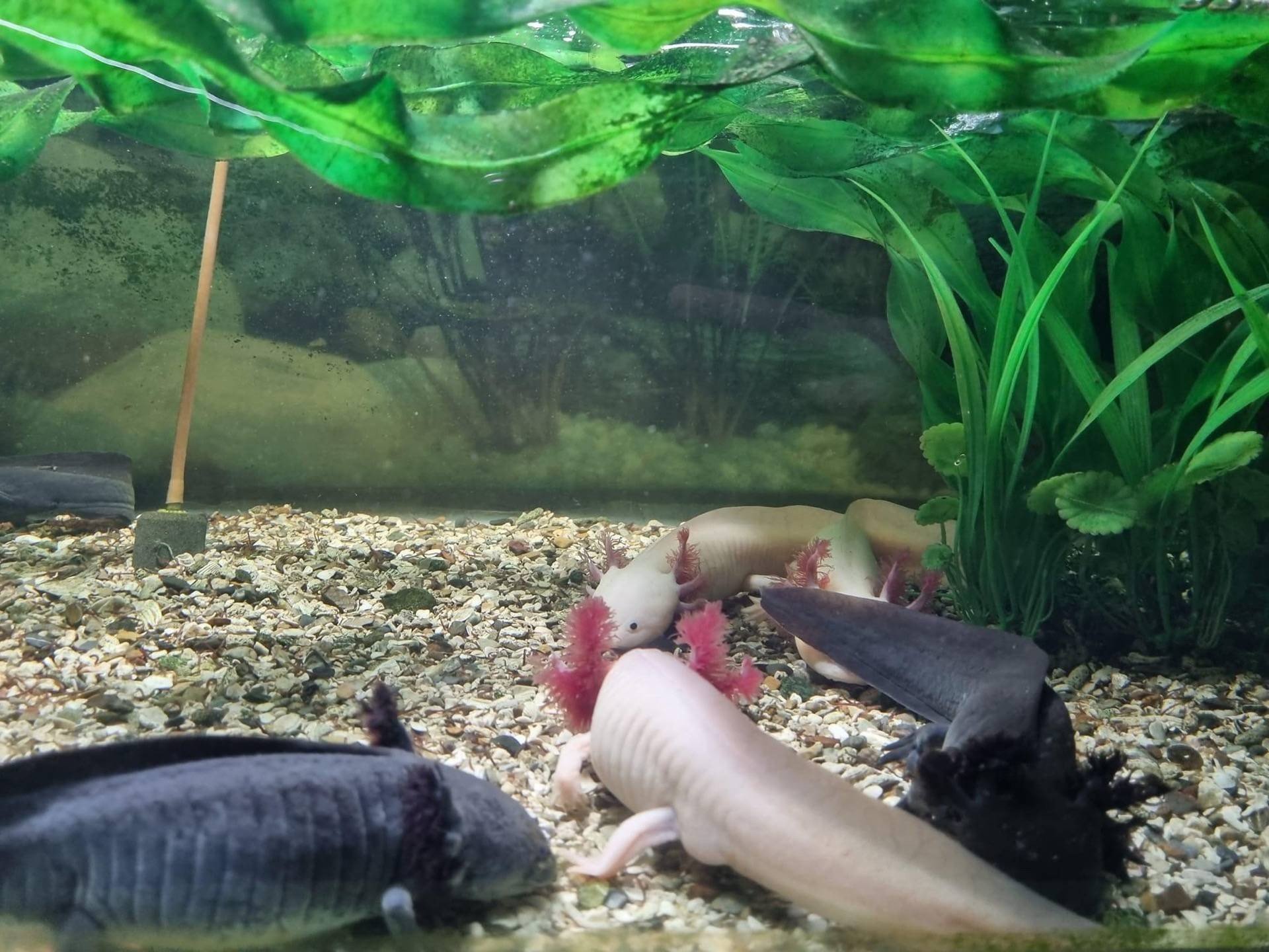 รีวิว Monster Aquarium - สัตว์แปลกๆ หาชมยากเยอะมากเอาใจคุณหนูหนูเปิดโลก ...