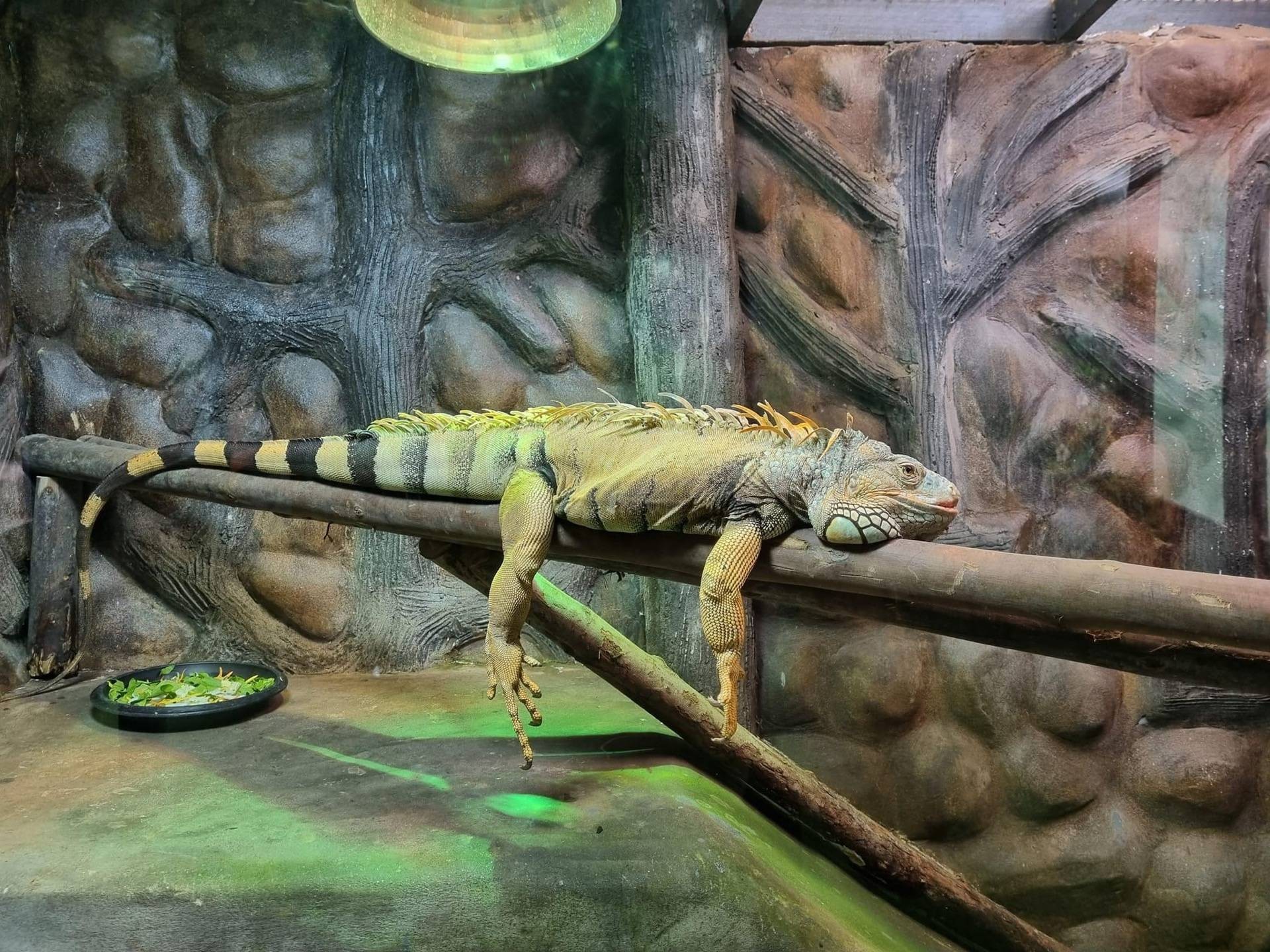 รูป Monster Aquarium - Wongnai