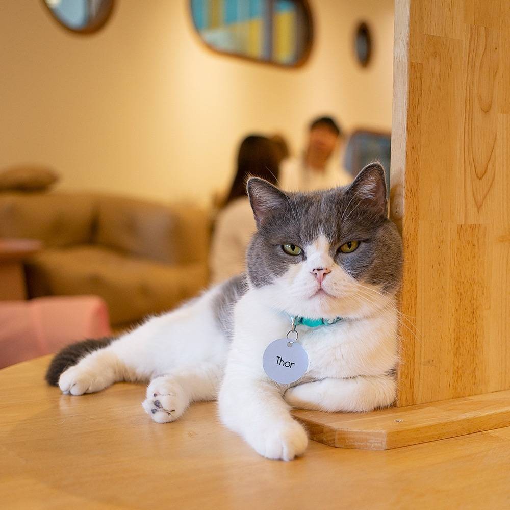 รีวิว Chill cat cafe - กาแฟสด เพชรเกษม110 - ไปร้านที่ย้ายมาตรงเพชรเกษม ...