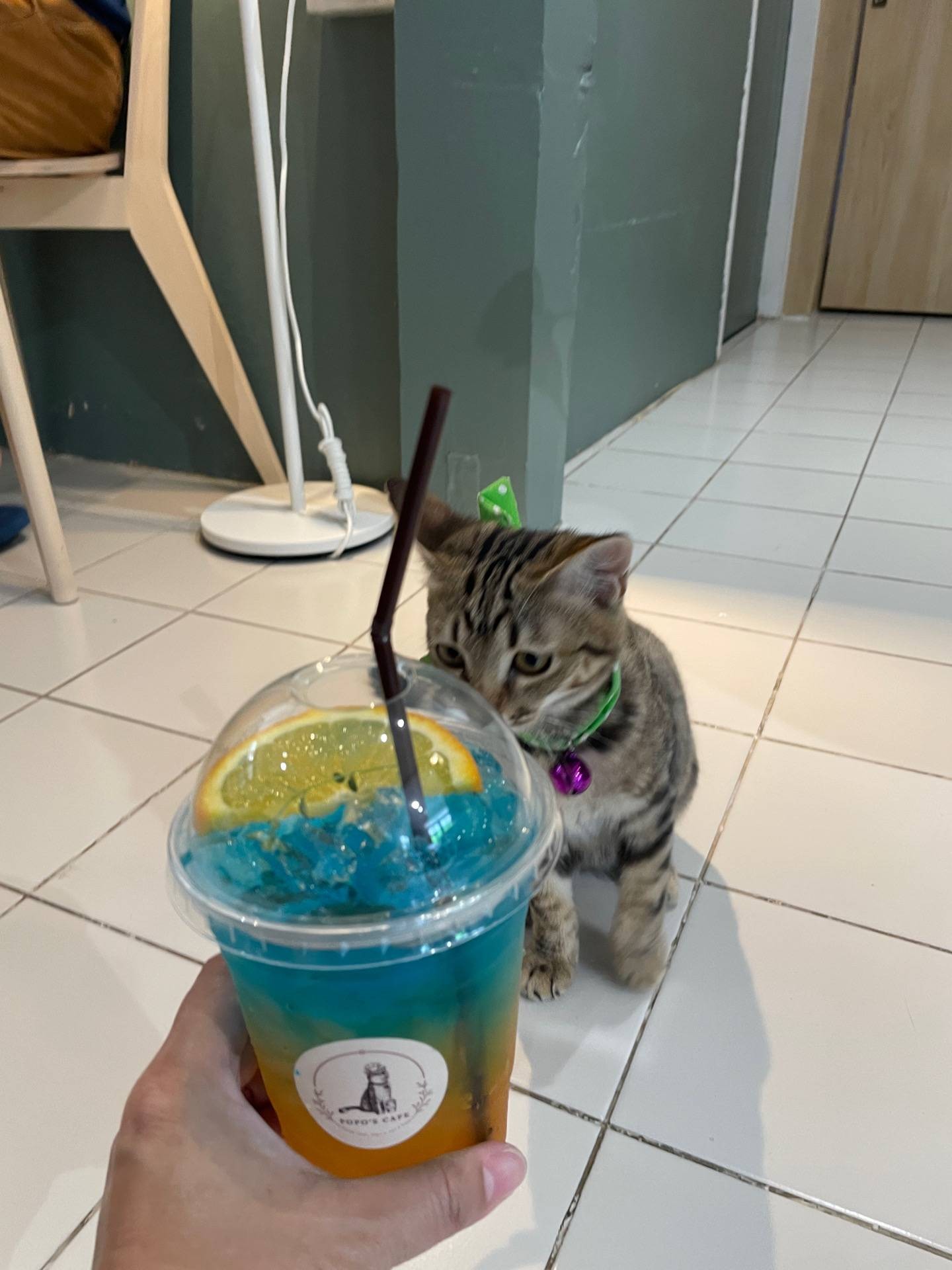 รีวิว Popo’s Cafe Chiangmai เชียงใหม่ - ร้านกาแฟ และเบเกอรี่ มีน้องแมว ...