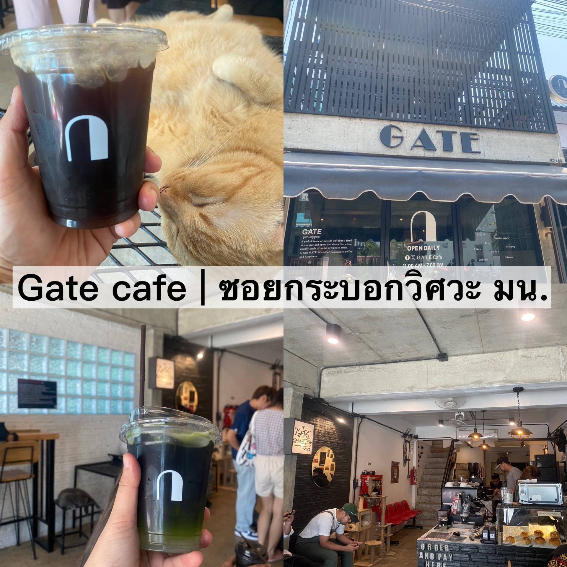 รีวิว GATE Cafe' - ร้านกาแฟ ที่มีแมว แมว และแมวหลายตัว