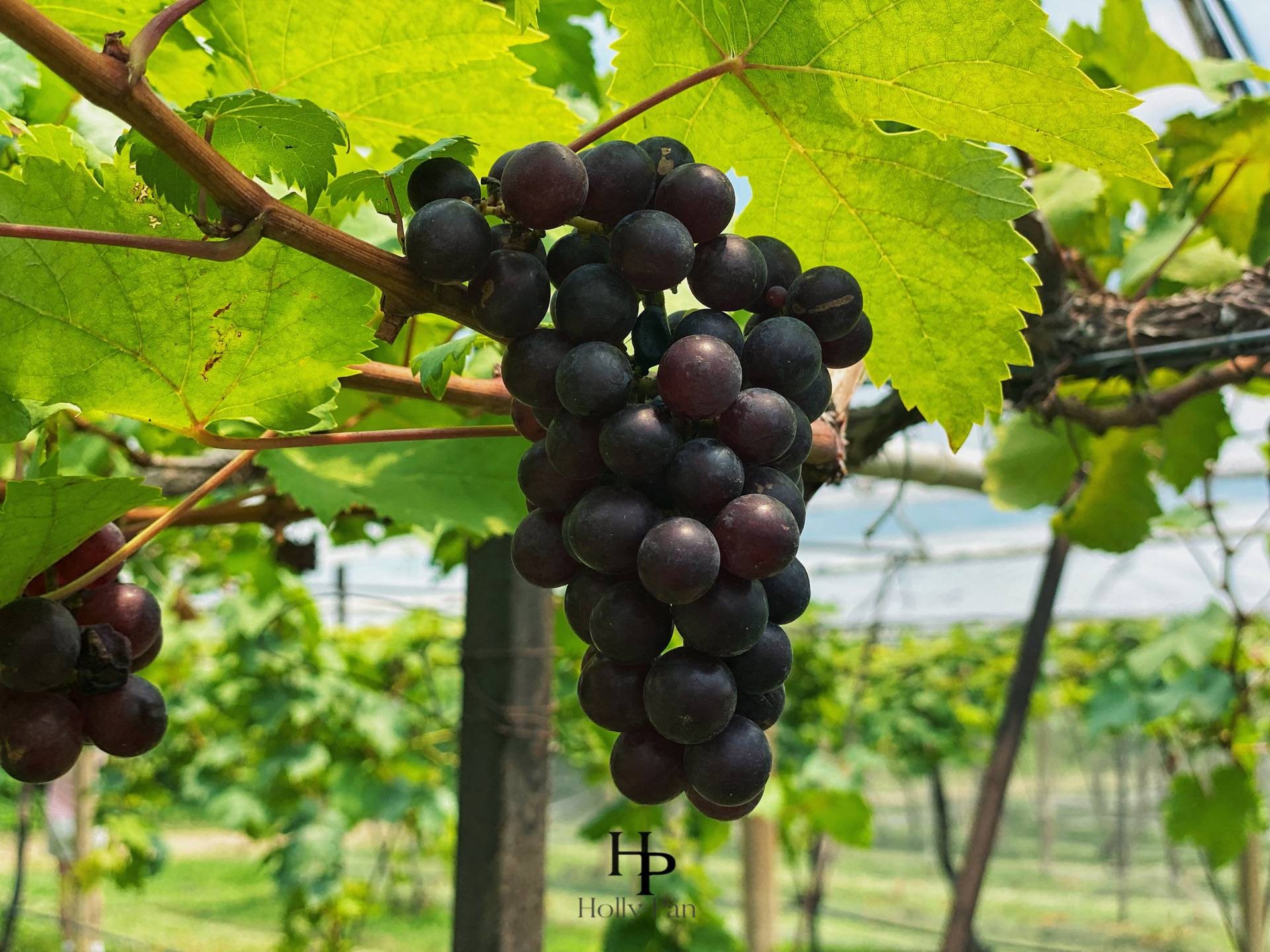 รูป PB Valley Khao Yai Winery