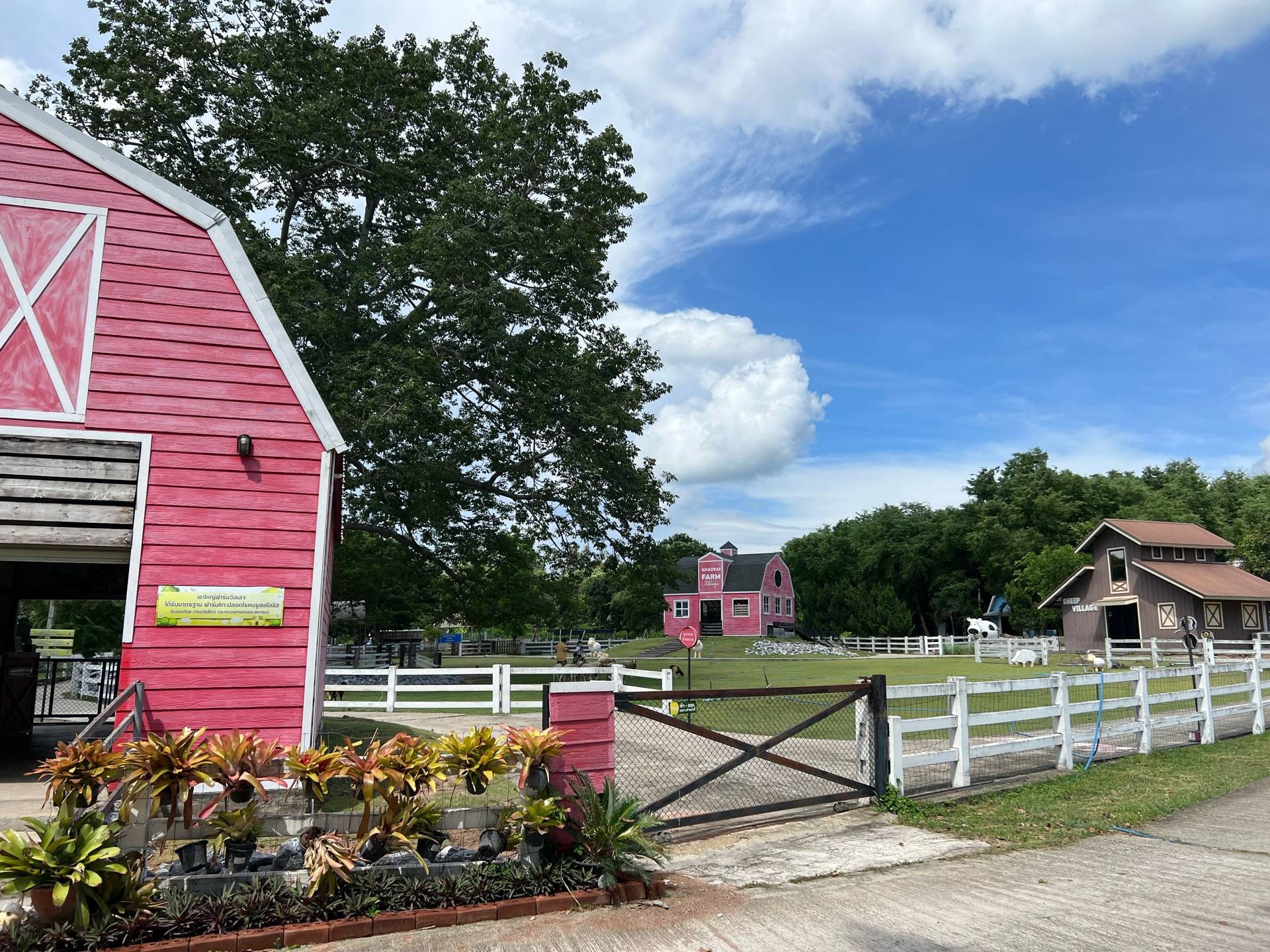 รีวิว Khao Yai Farm Village - ฟาร์มแกะเขาใหญ่ คนน้อย ราคาไม่แพง เที่ยว ...
