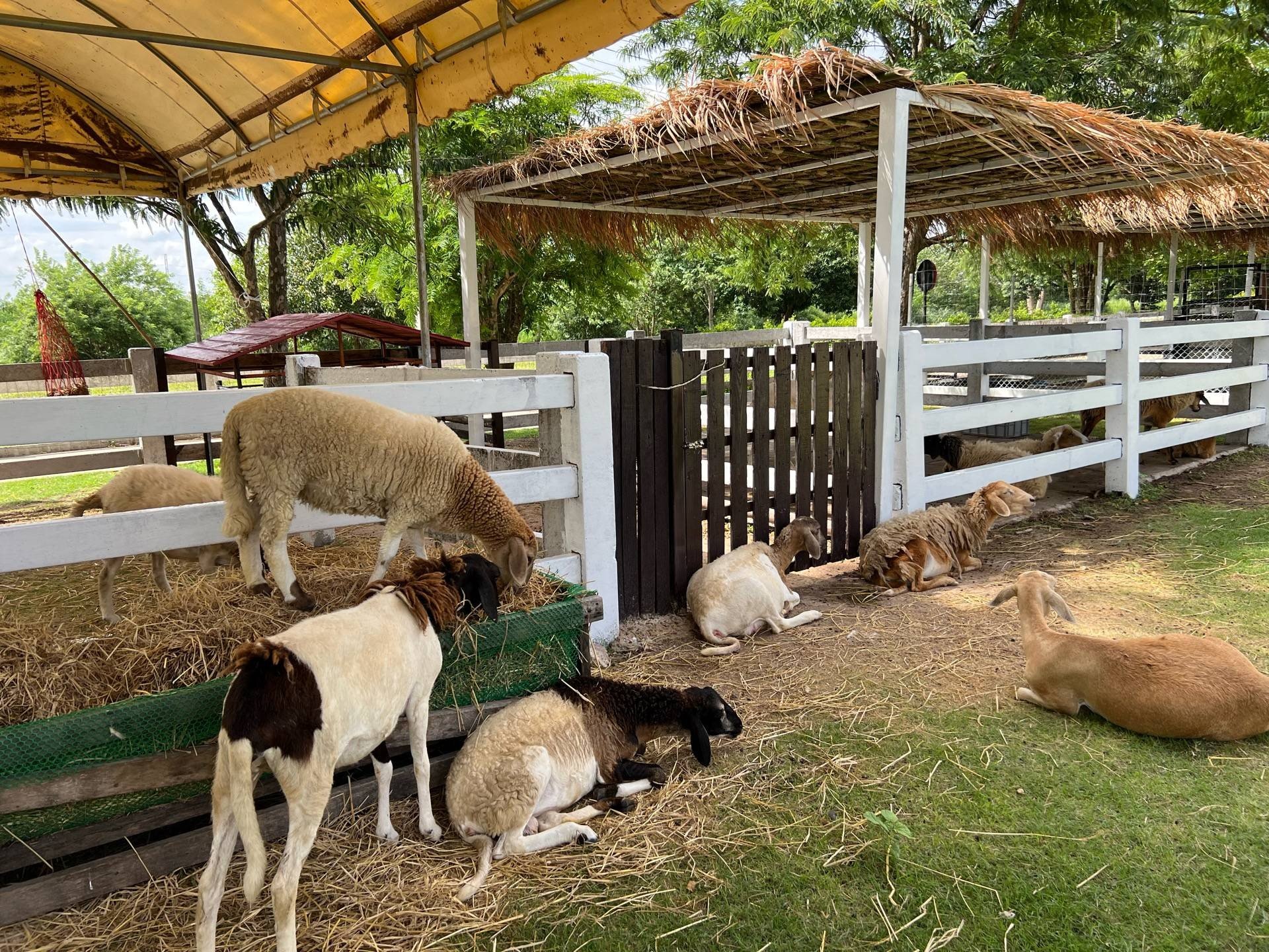 รูป Khao Yai Farm Village