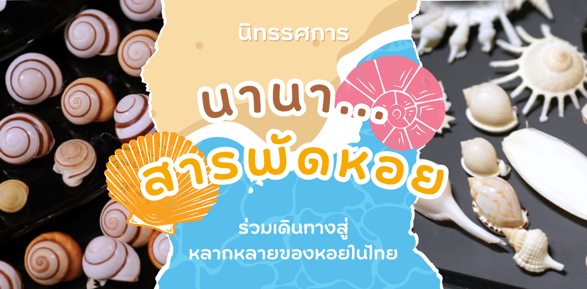 เดินทางสู่โลกแห่งความหลากหลายของหอยในไทยที่ 'นิทรรศการนานาสารพัดหอย'