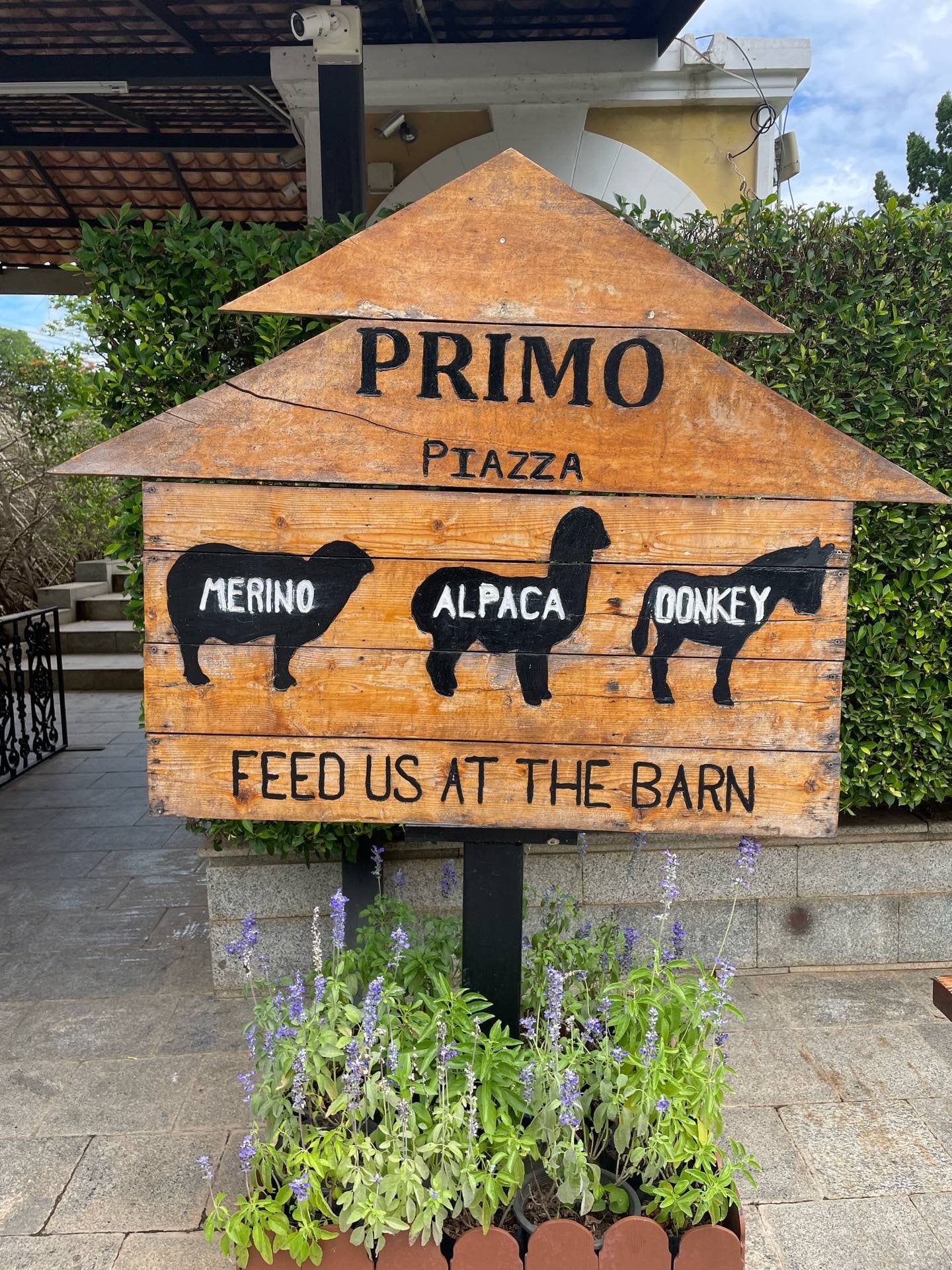 รูป Primo Piazza