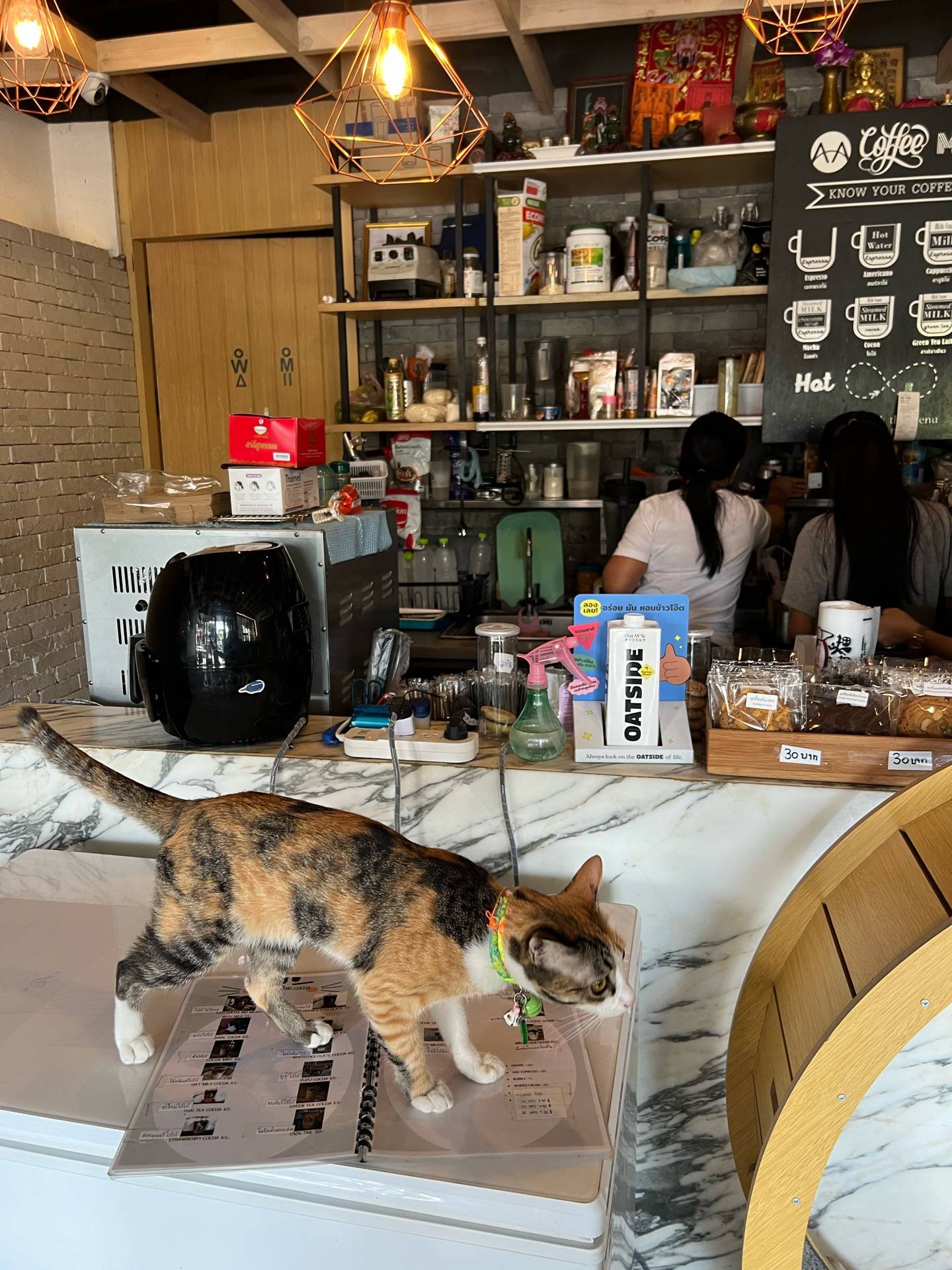 รีวิว Cazz Cafe - แคซคาเฟ่ สุขุมวิท พระโขนง - คาเฟ่ที่มีเครื่องดื่มเยอะและแมวเพียบบบบ