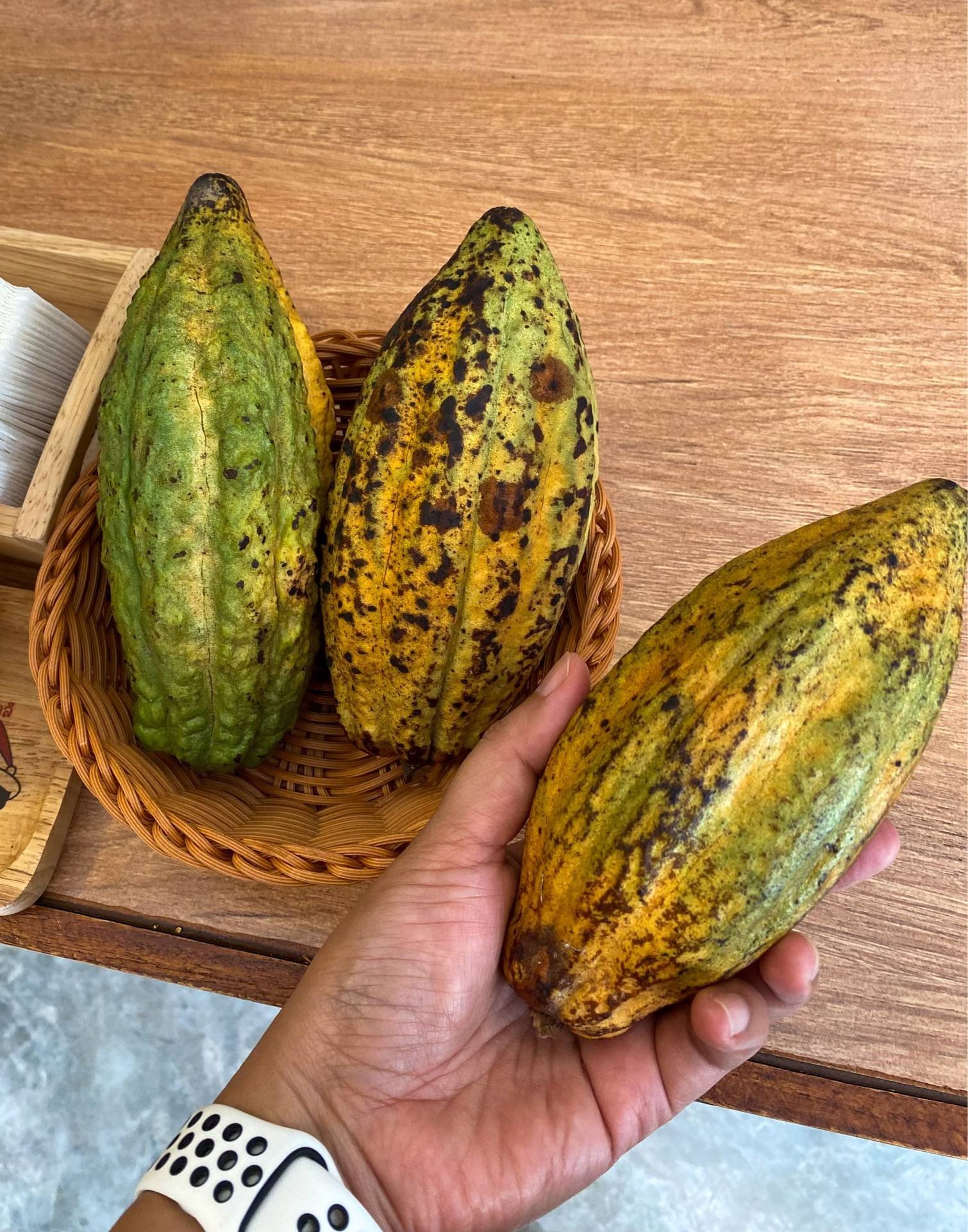 รูป โกโก้-ช็อกโกแล็ตพรีเมียม เข้มข้น (ฌาลี Charlee Choco & Cocoa shop ...