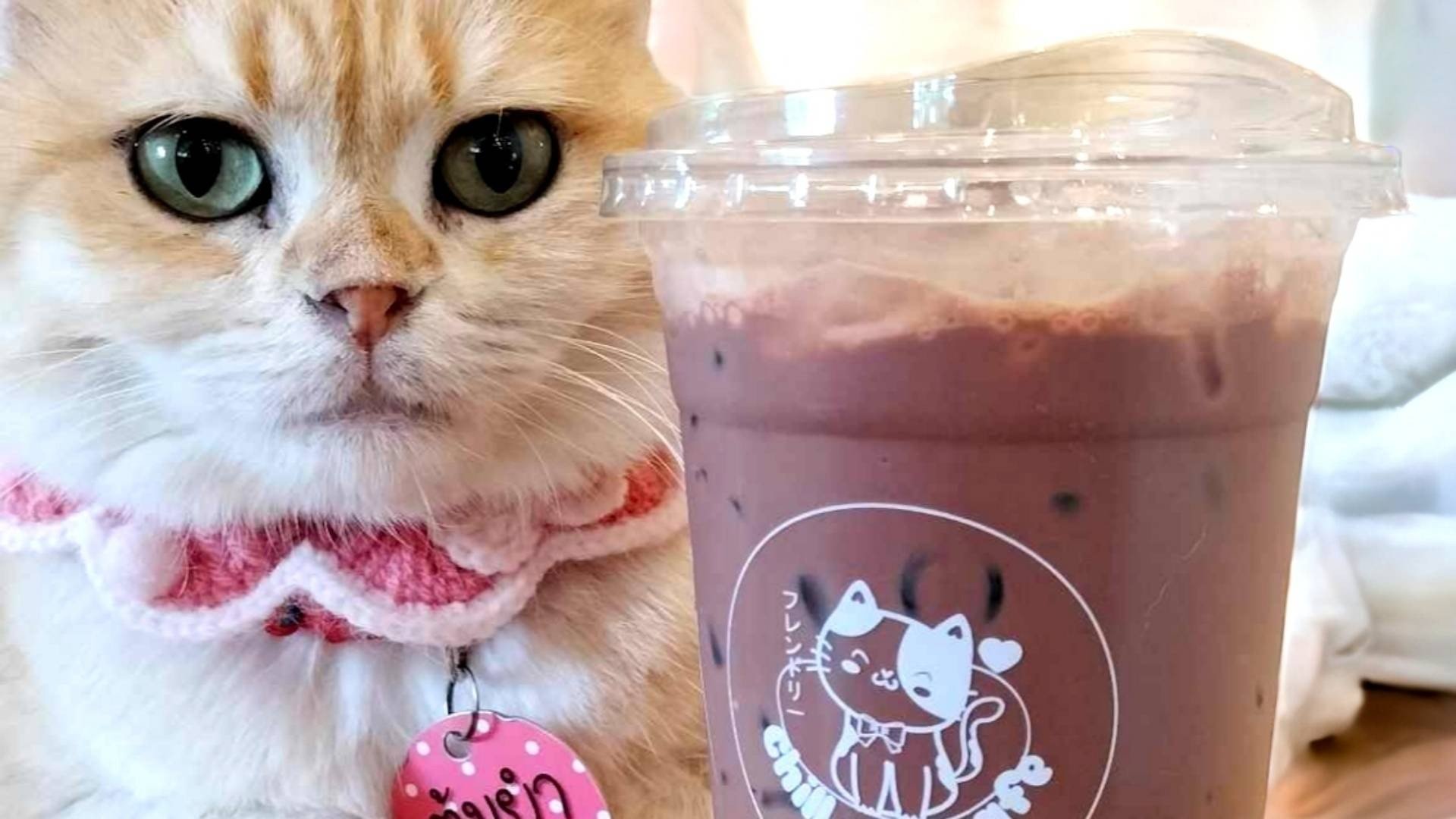 รูป Chill cat cafe - กาแฟสด เพชรเกษม110