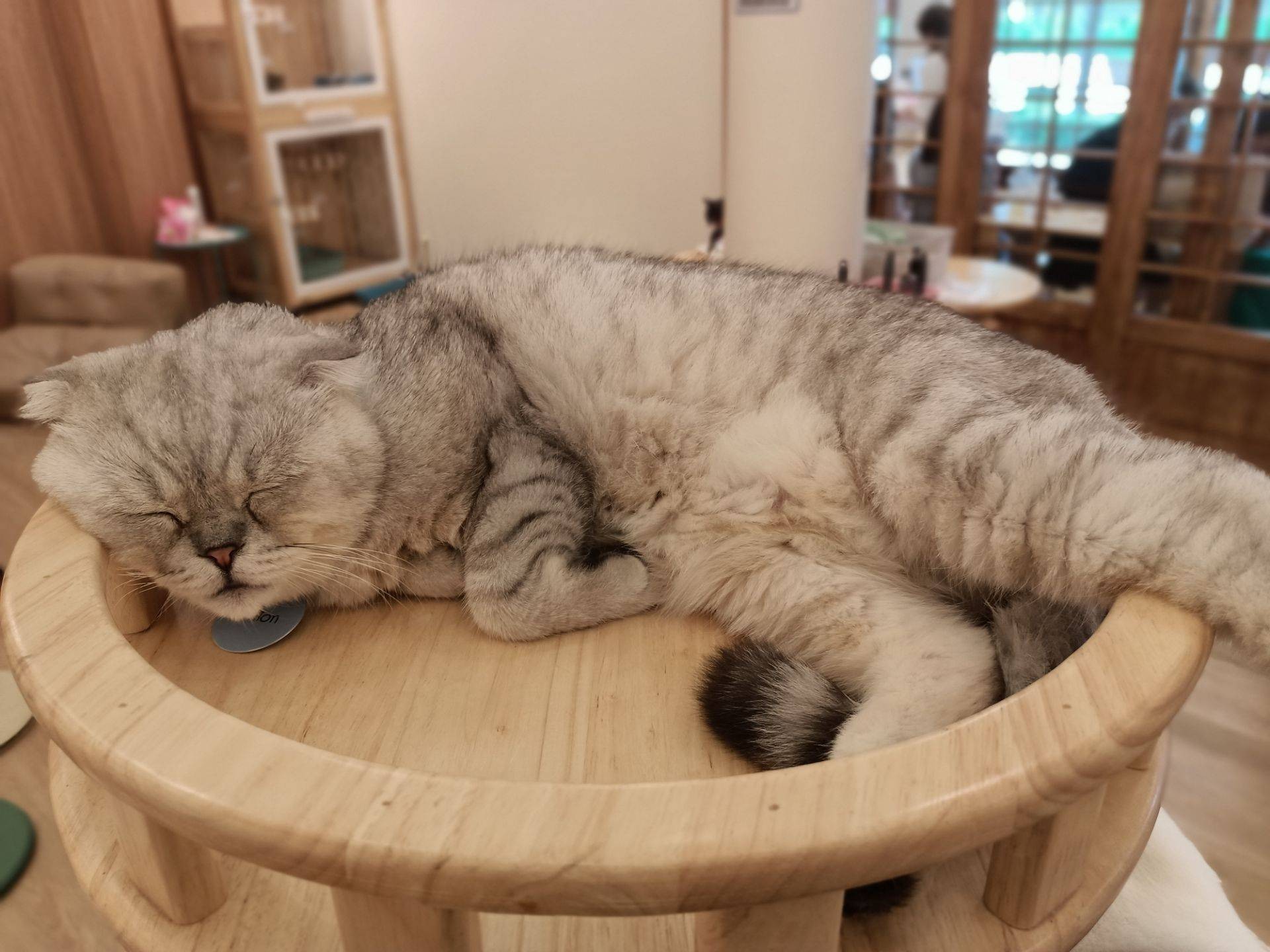 รูป Chill cat cafe - กาแฟสด เพชรเกษม110