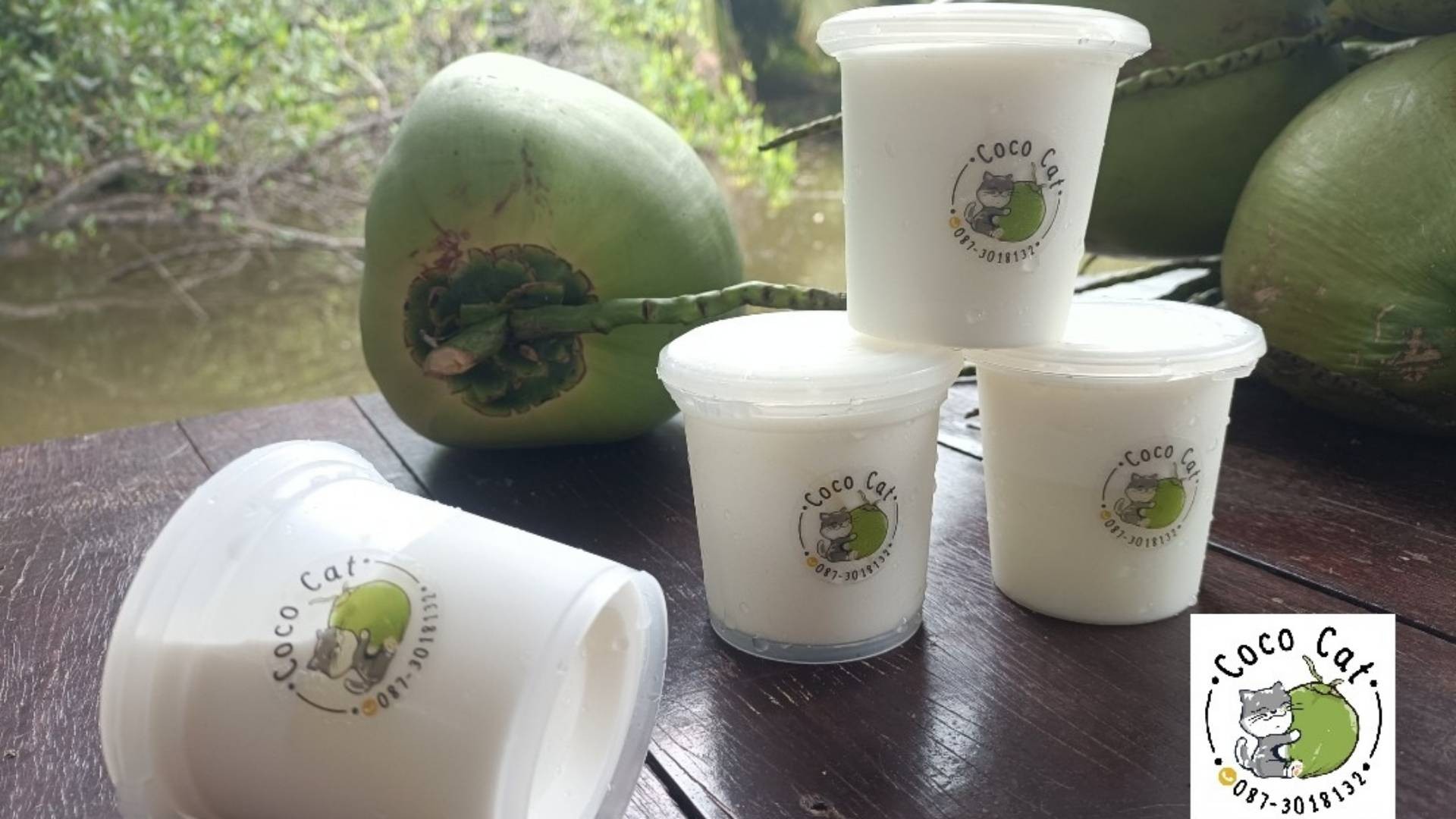 Coco cat(โคโค่แคท) ของขวัญจากมะพร้าว - สั่งอาหารเดลิเวอรี | Wongnai x ...