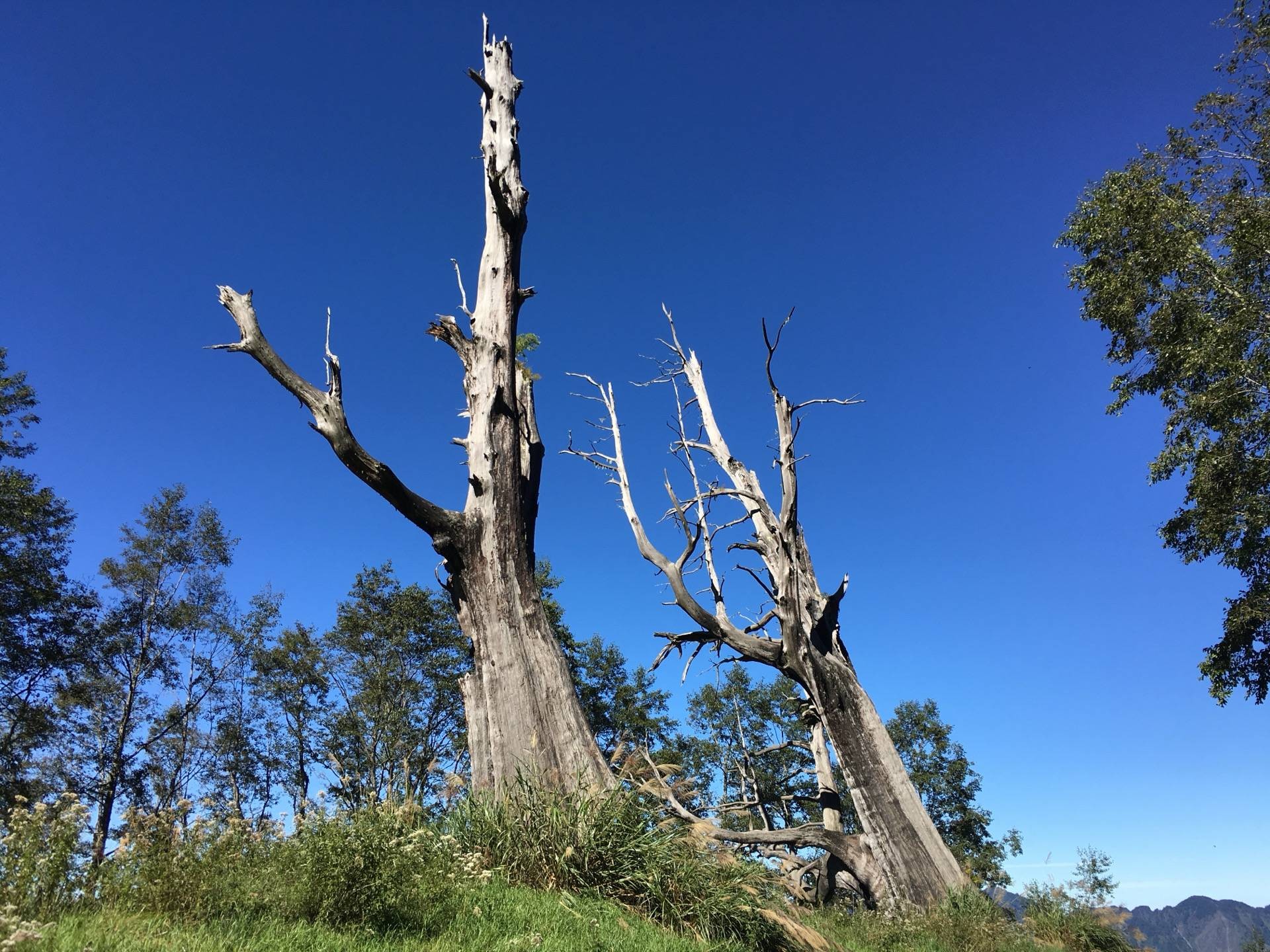 Tataka Couple Trees - รีวิวสถานที่ท่องเที่ยว