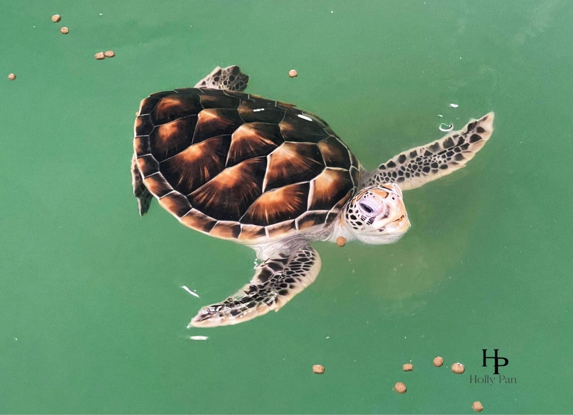 รูป Royal Thai Navy Sea Turtle Conservation Center