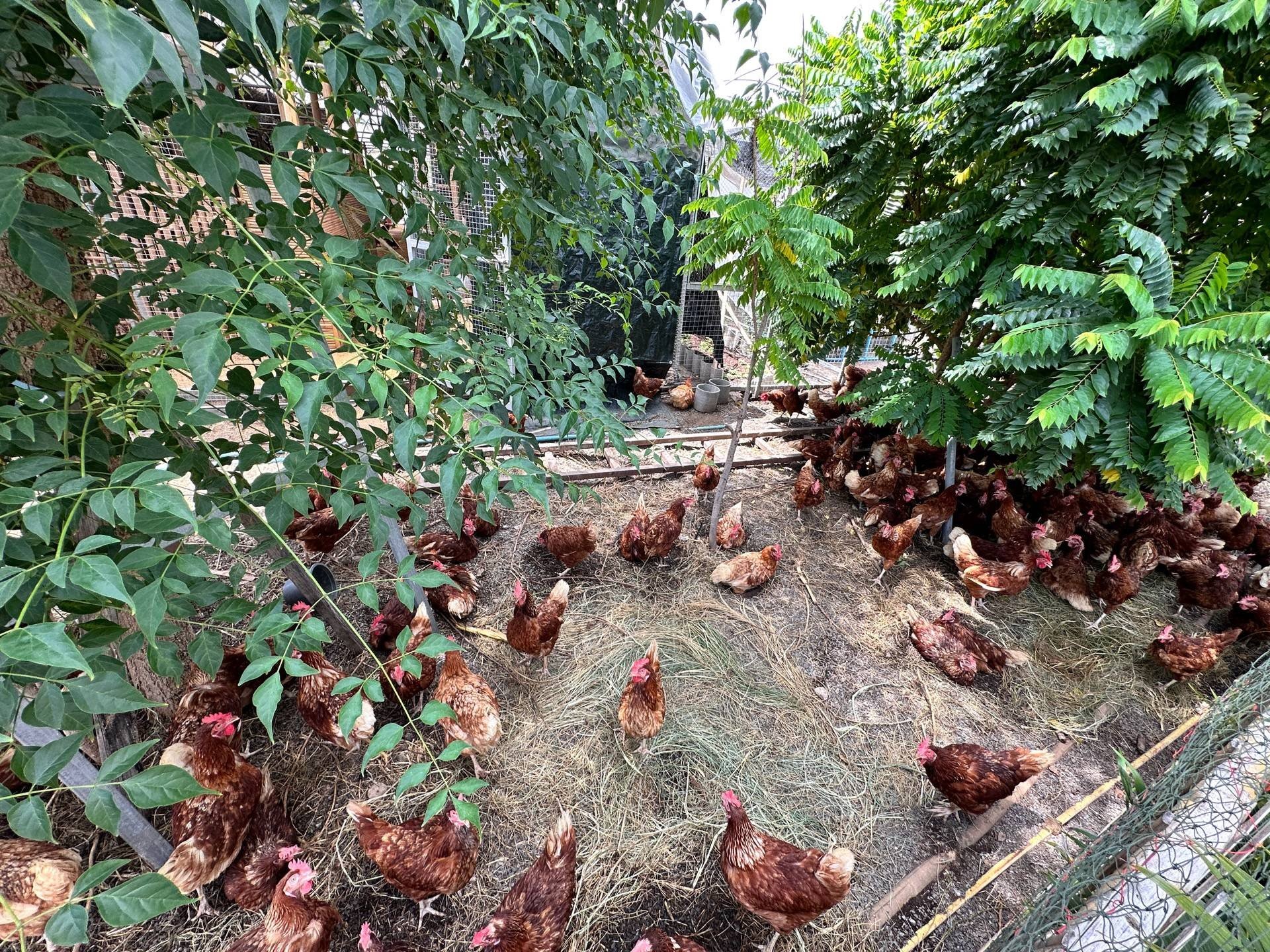 รูป All Weather Farm บางขุนเทียน-ชายทะเล ซอย20/1