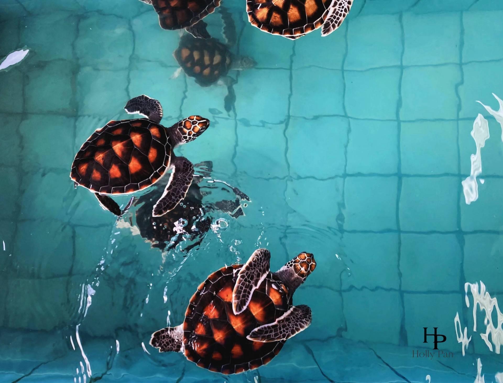 Royal Thai Navy Sea Turtle Conservation Center - รีวิวสถานที่ท่องเที่ยว