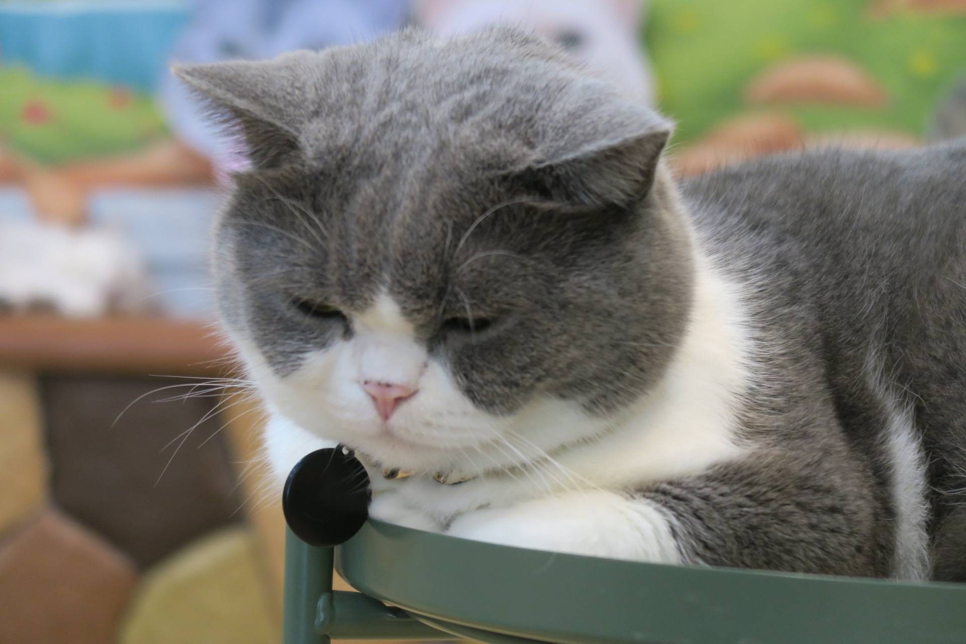 รูป Chill cat cafe - กาแฟสด เพชรเกษม110