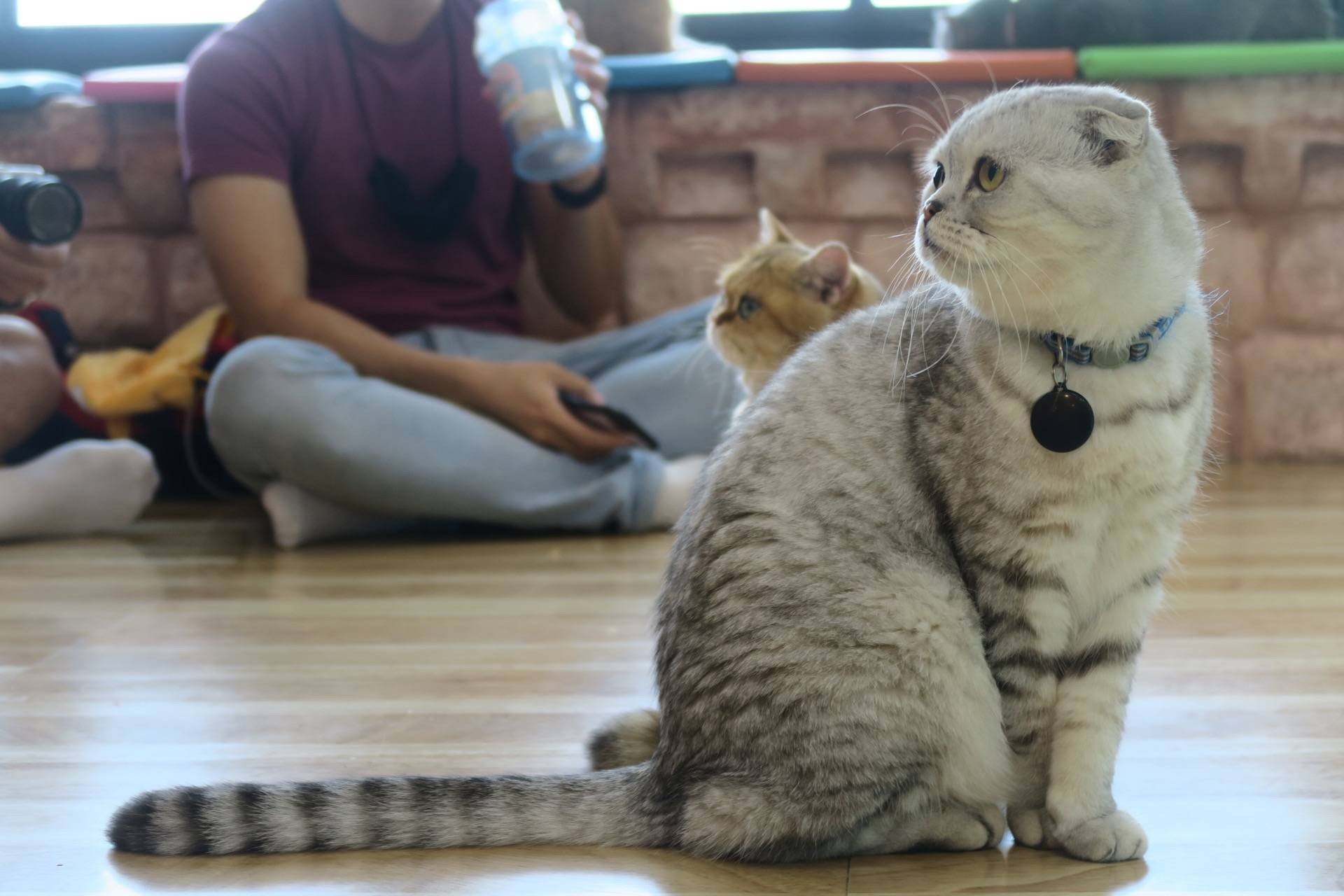 รูป Chill cat cafe - กาแฟสด เพชรเกษม110