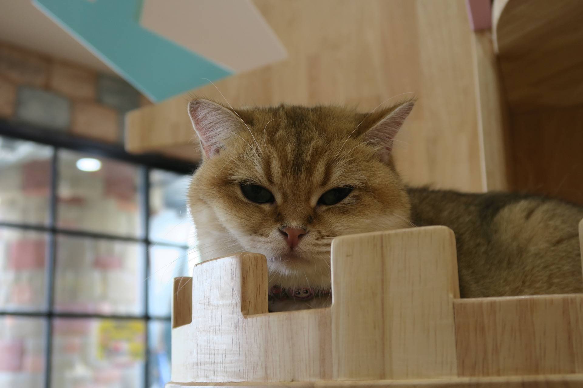 รูป Chill cat cafe - กาแฟสด เพชรเกษม110