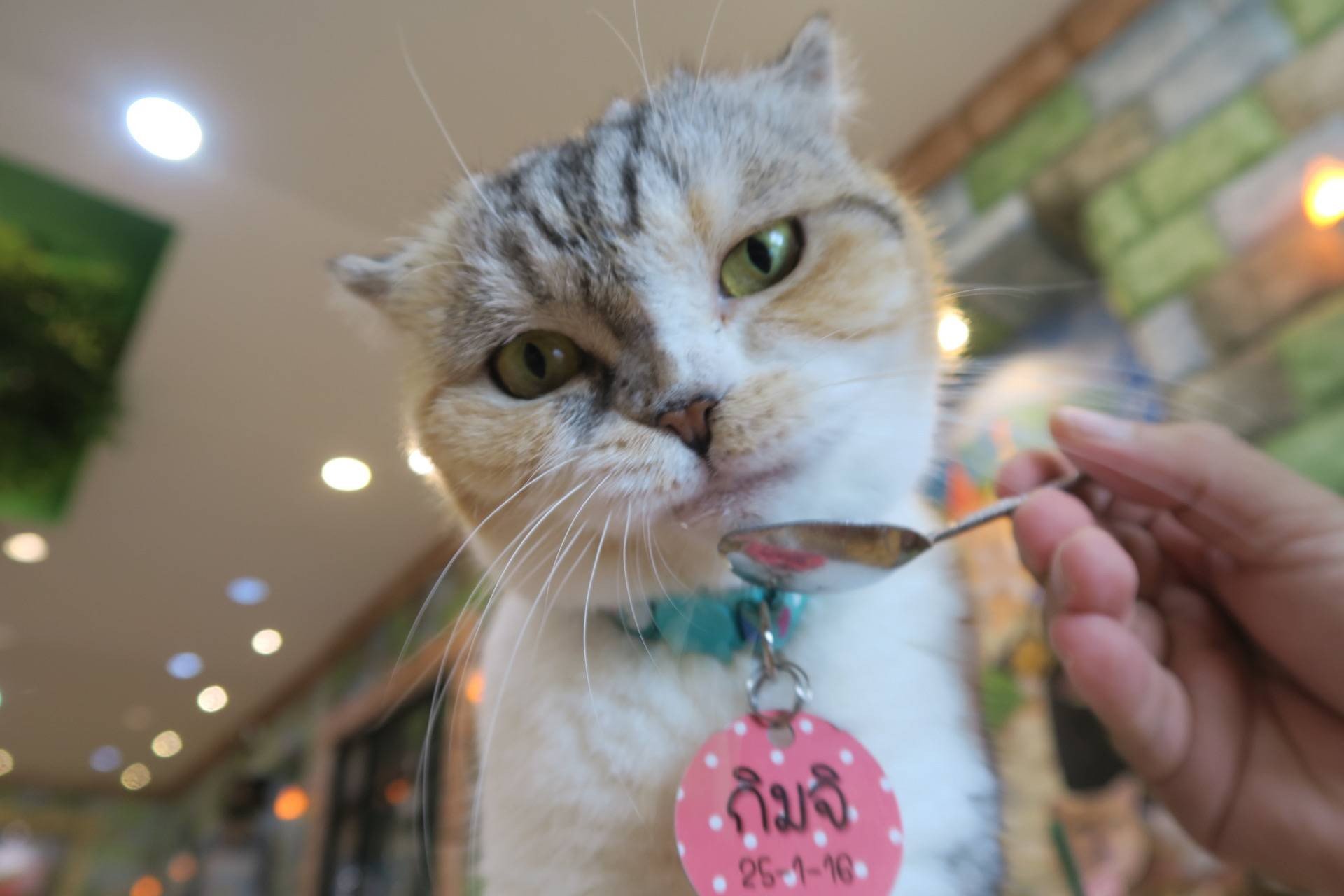 รูป Chill cat cafe - กาแฟสด เพชรเกษม110