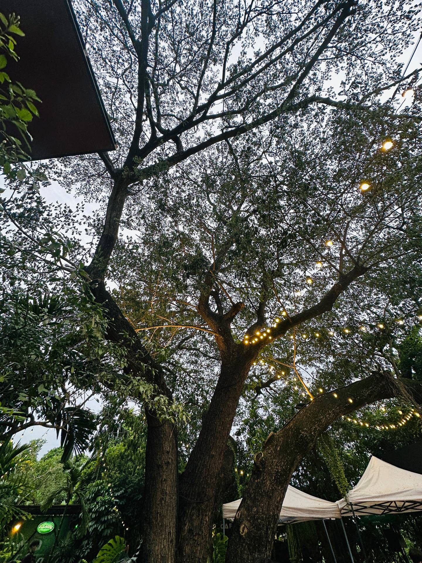 รีวิว WHIP CAFE Bangsaen - ร้านใต้ต้นไม้ใหญ่