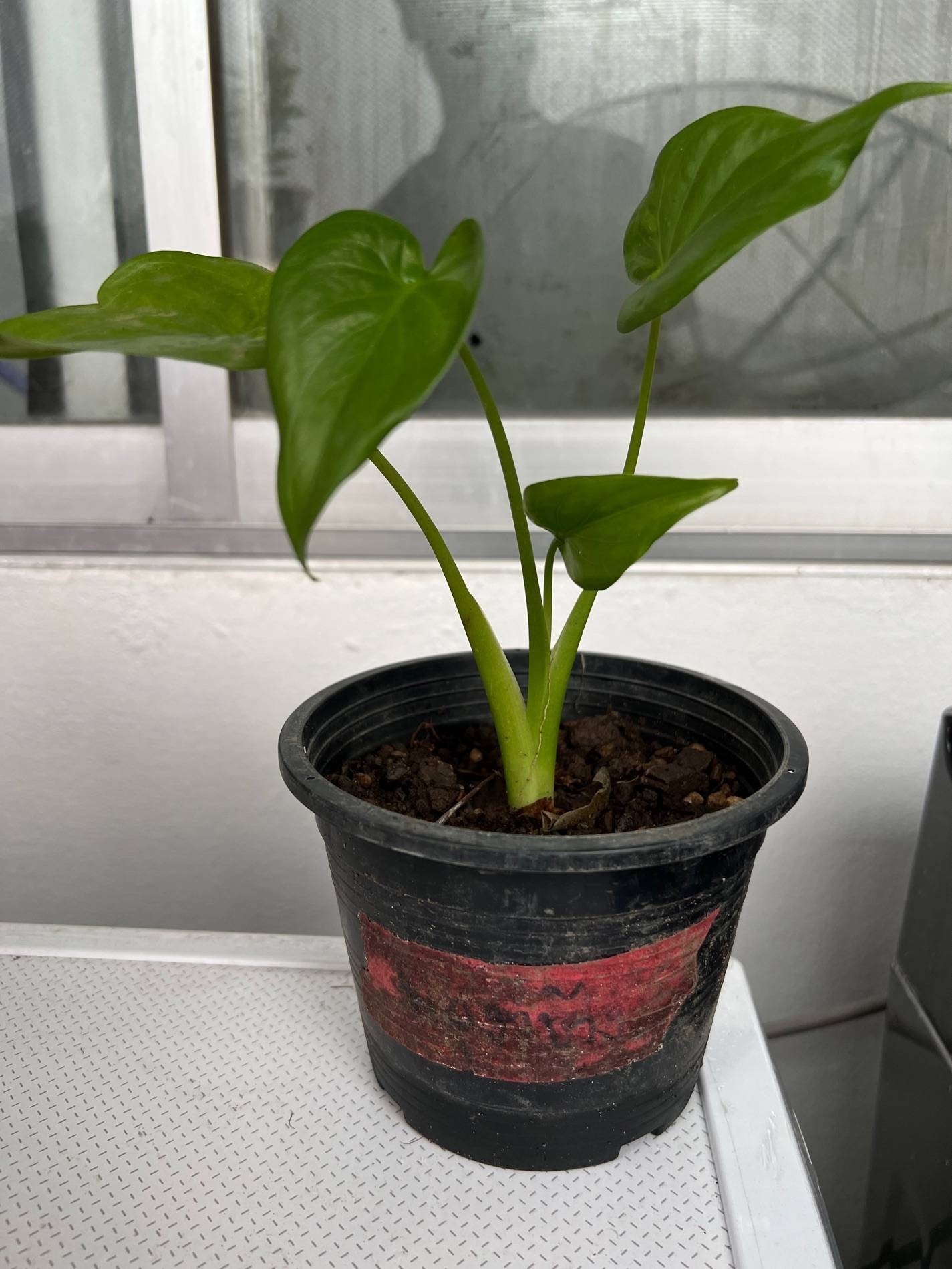 ร้าน “LILAC” GG Plants (ร้านต้นไม้ประดับ) สาขาท่าน้ำนนท์ สาขาท่าน้ำนนท์