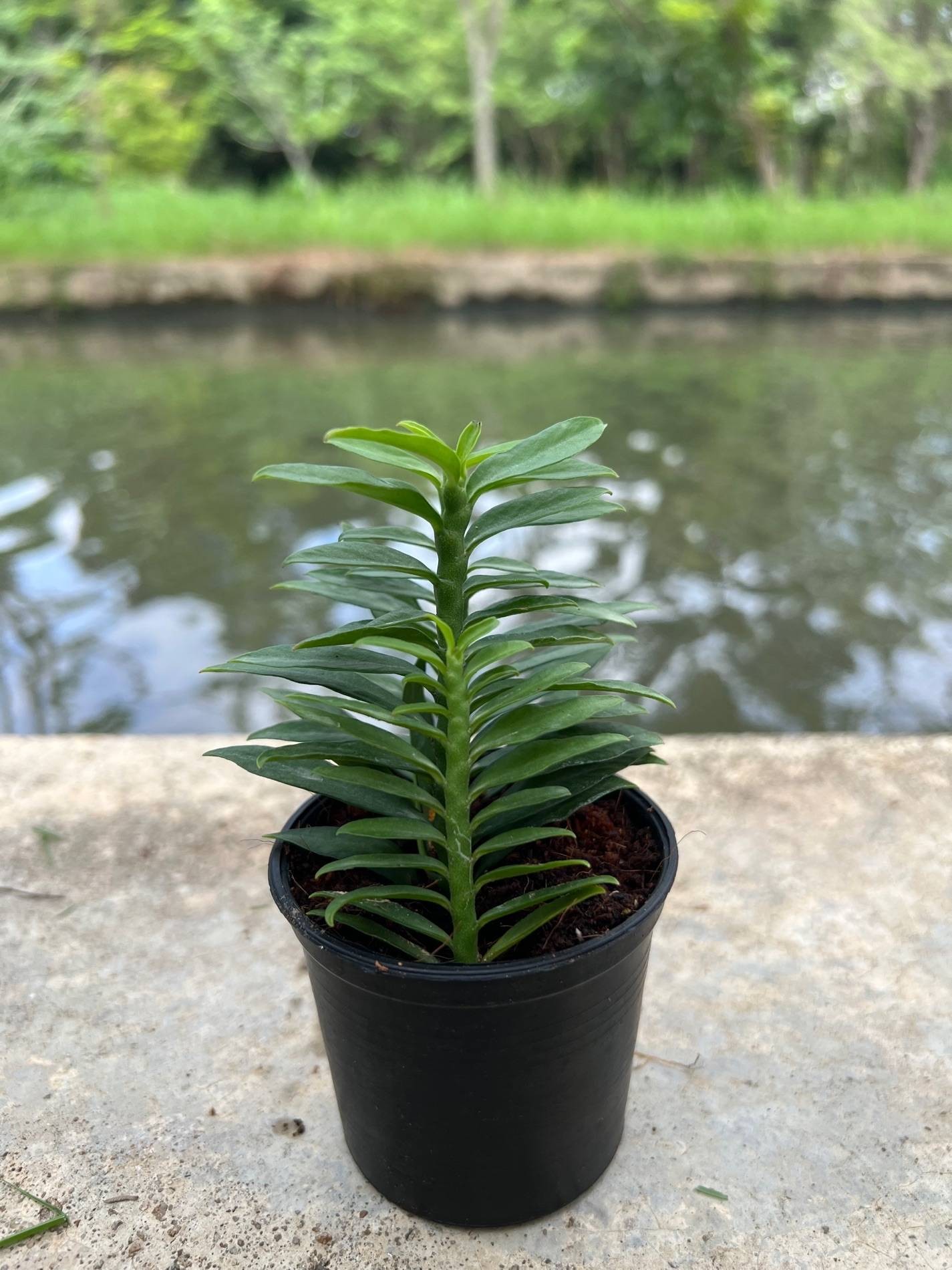 รูป “LILAC” GG Plants (ร้านต้นไม้ประดับ) สาขาท่าน้ำนนท์ สาขาท่าน้ำนนท์