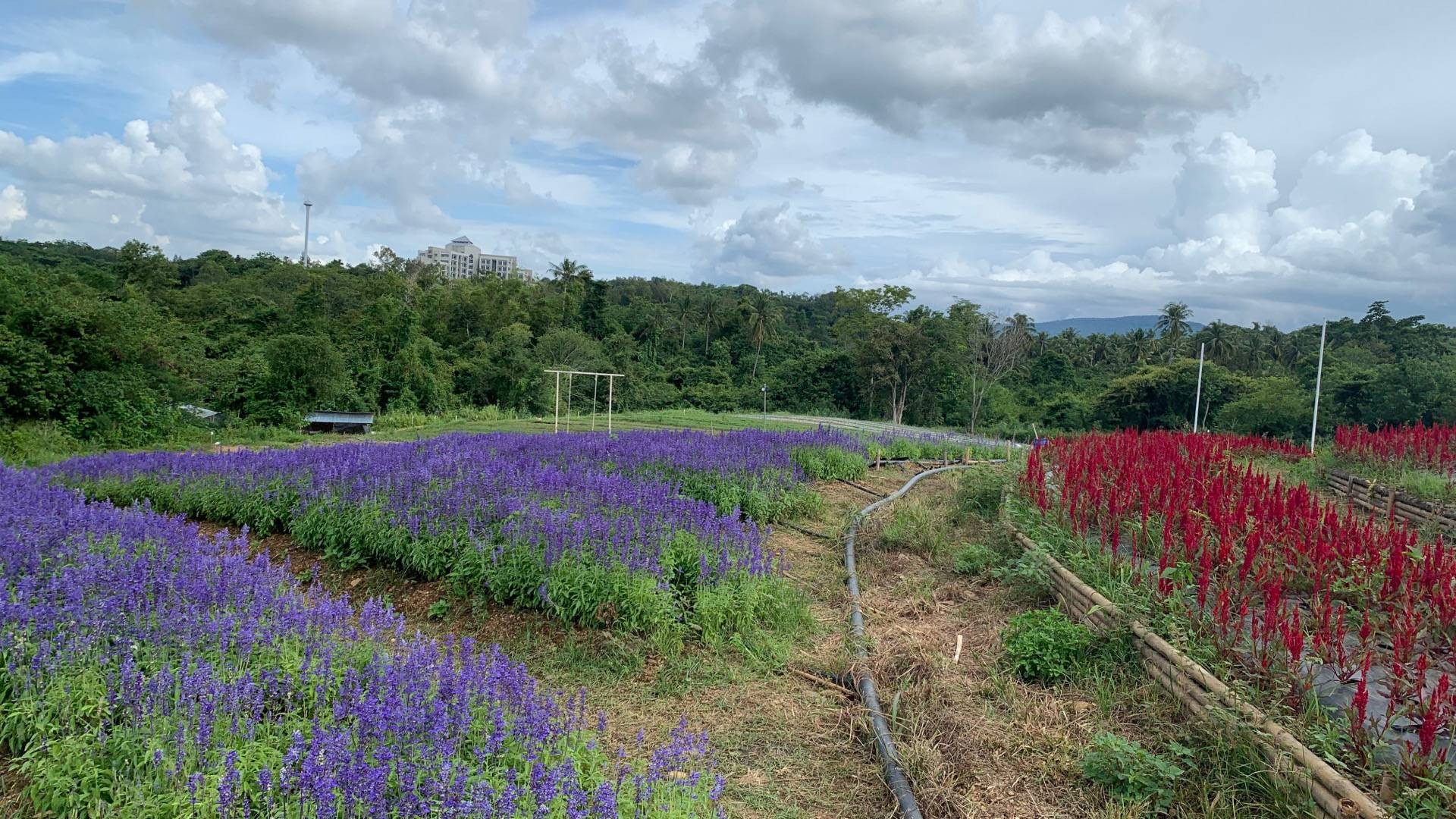 รูป Floryday Khaoyai : Cafe & Flower