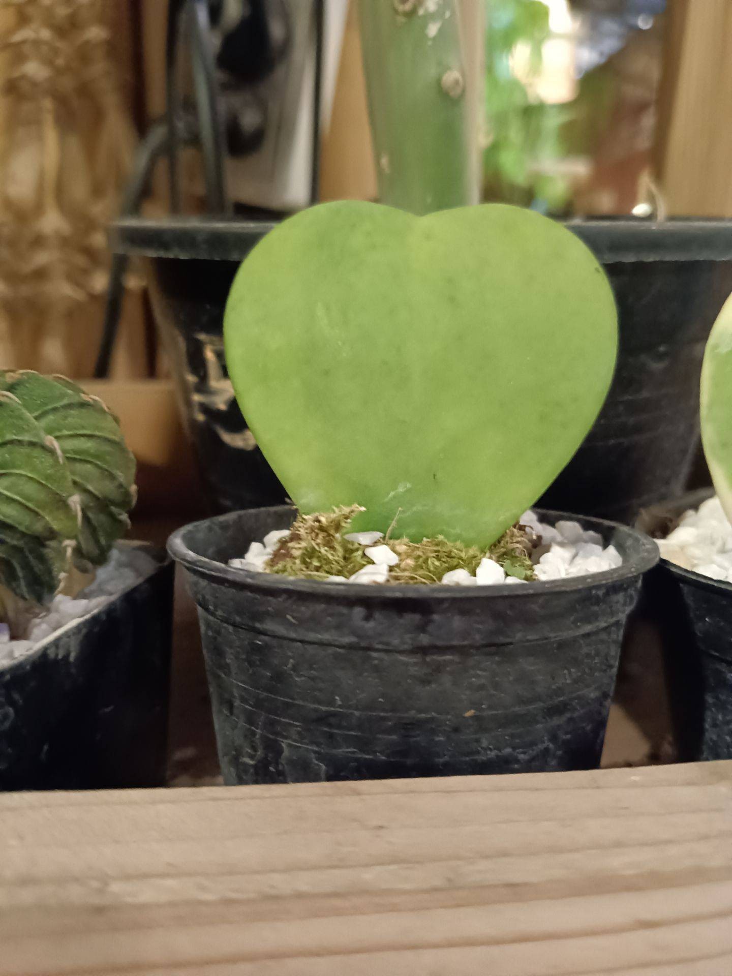 รูป ครูสายฐิพย์-ข้าว ยำ ธรรม แกง