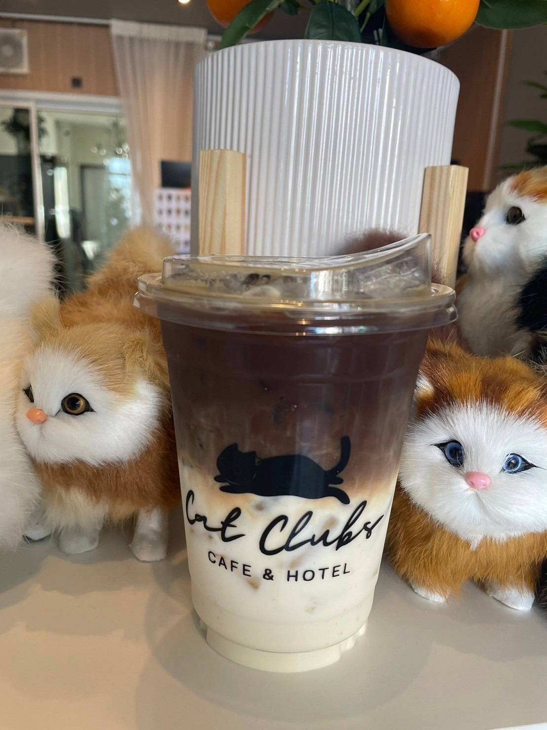 รูป Cat Clubs Chaing Mai