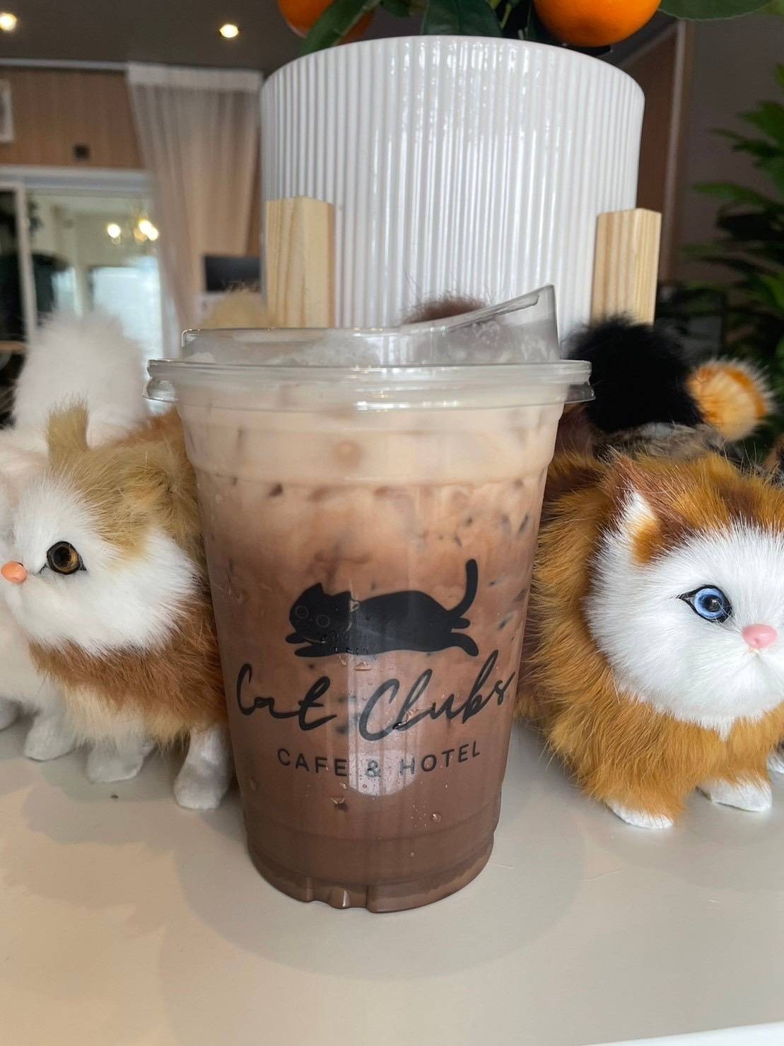 รูป Cat Clubs Chaing Mai