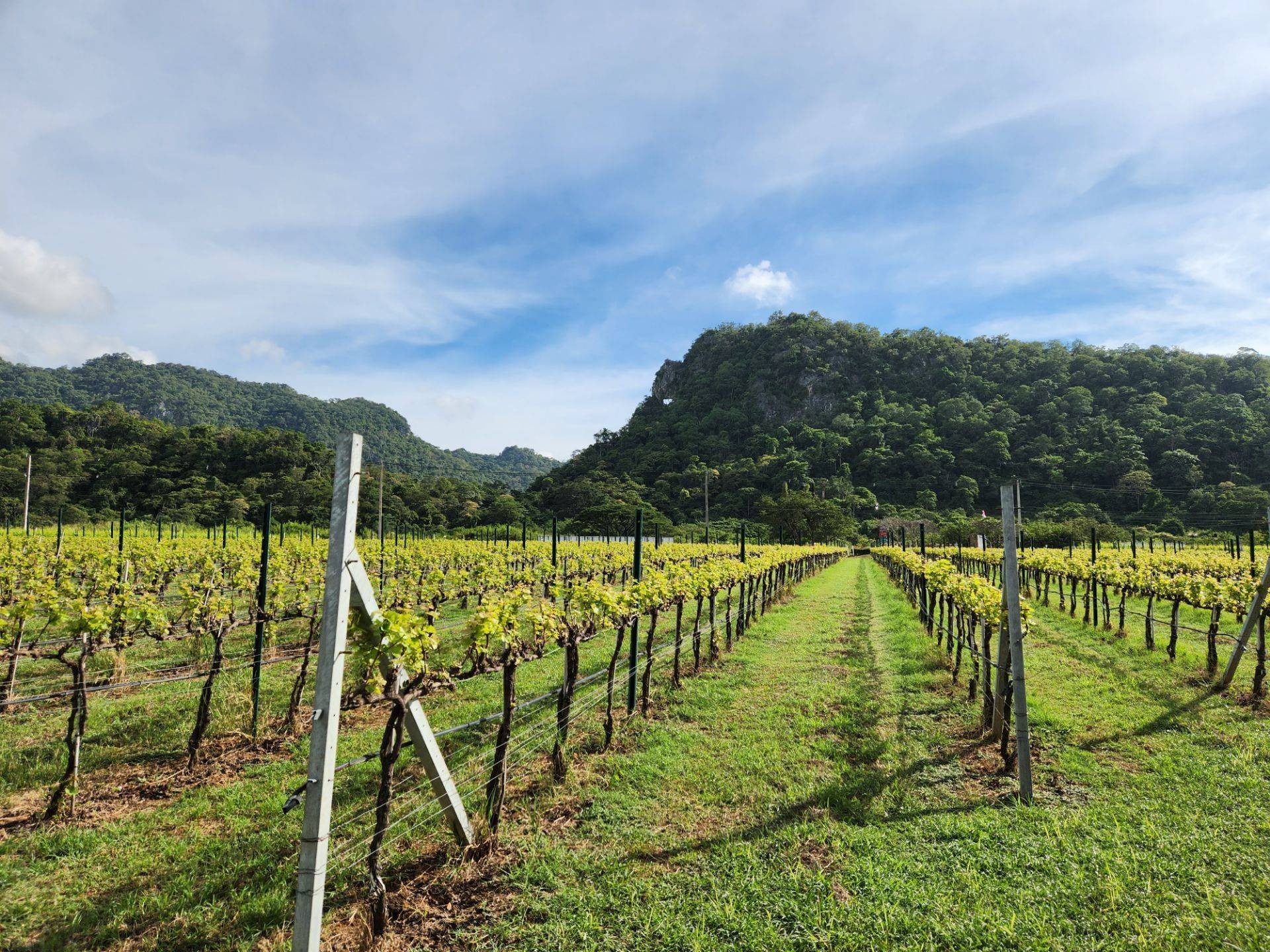 รูป GranMonte Vineyard and Winery เขาใหญ่