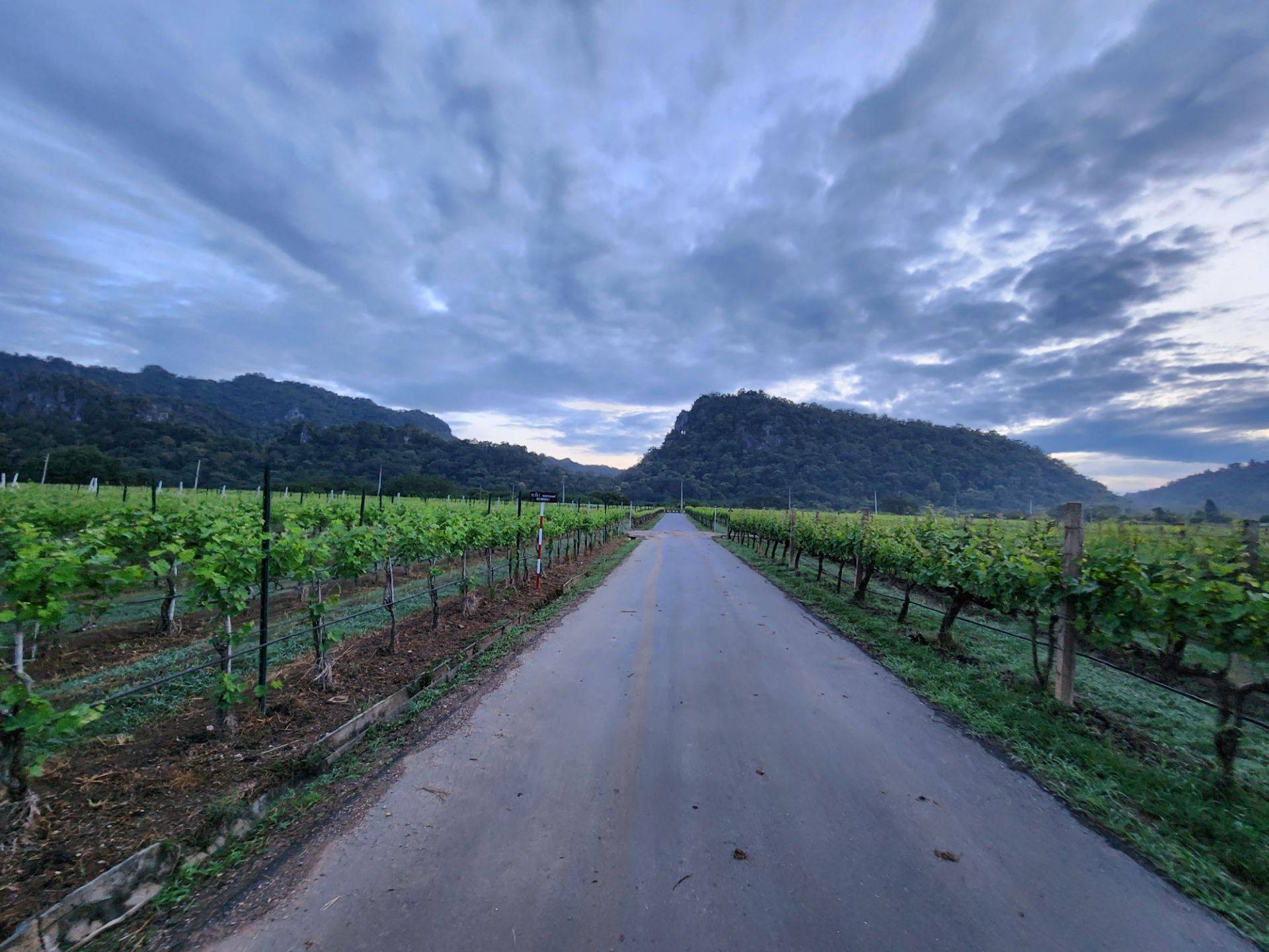 รูป GranMonte Vineyard and Winery เขาใหญ่