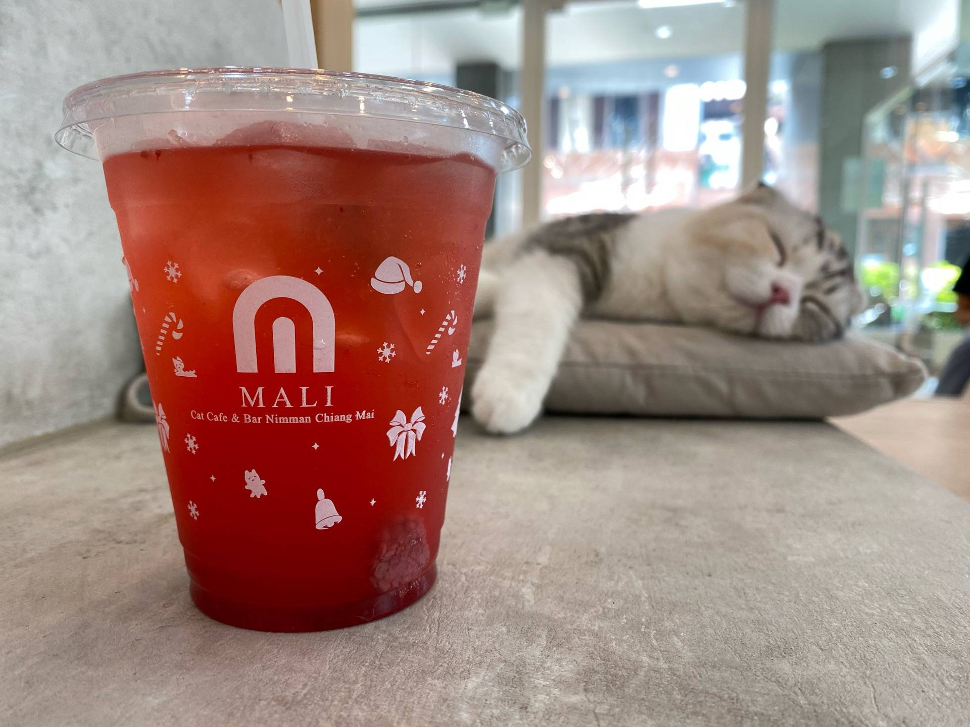 รีวิว Mali cat cafe & bar Chaingmai - จิบเครื่องดื่มเย็นๆ และชมแมวนอนไป ...