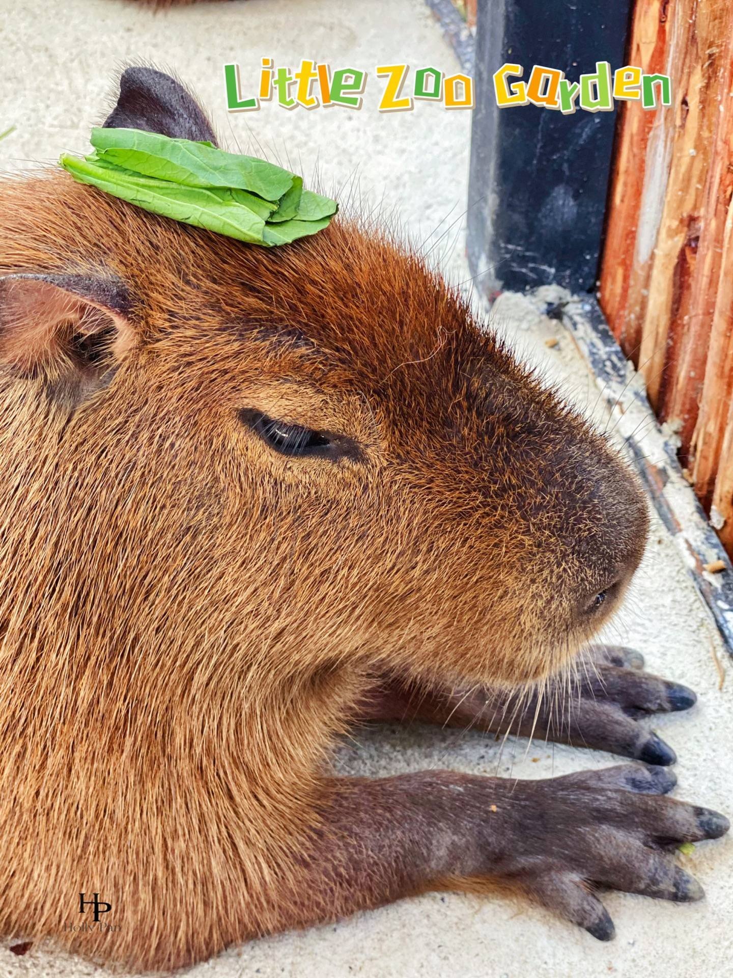 รีวิว Little Zoo Garden By Little Zoo Cafe - - Little Zoo Garden