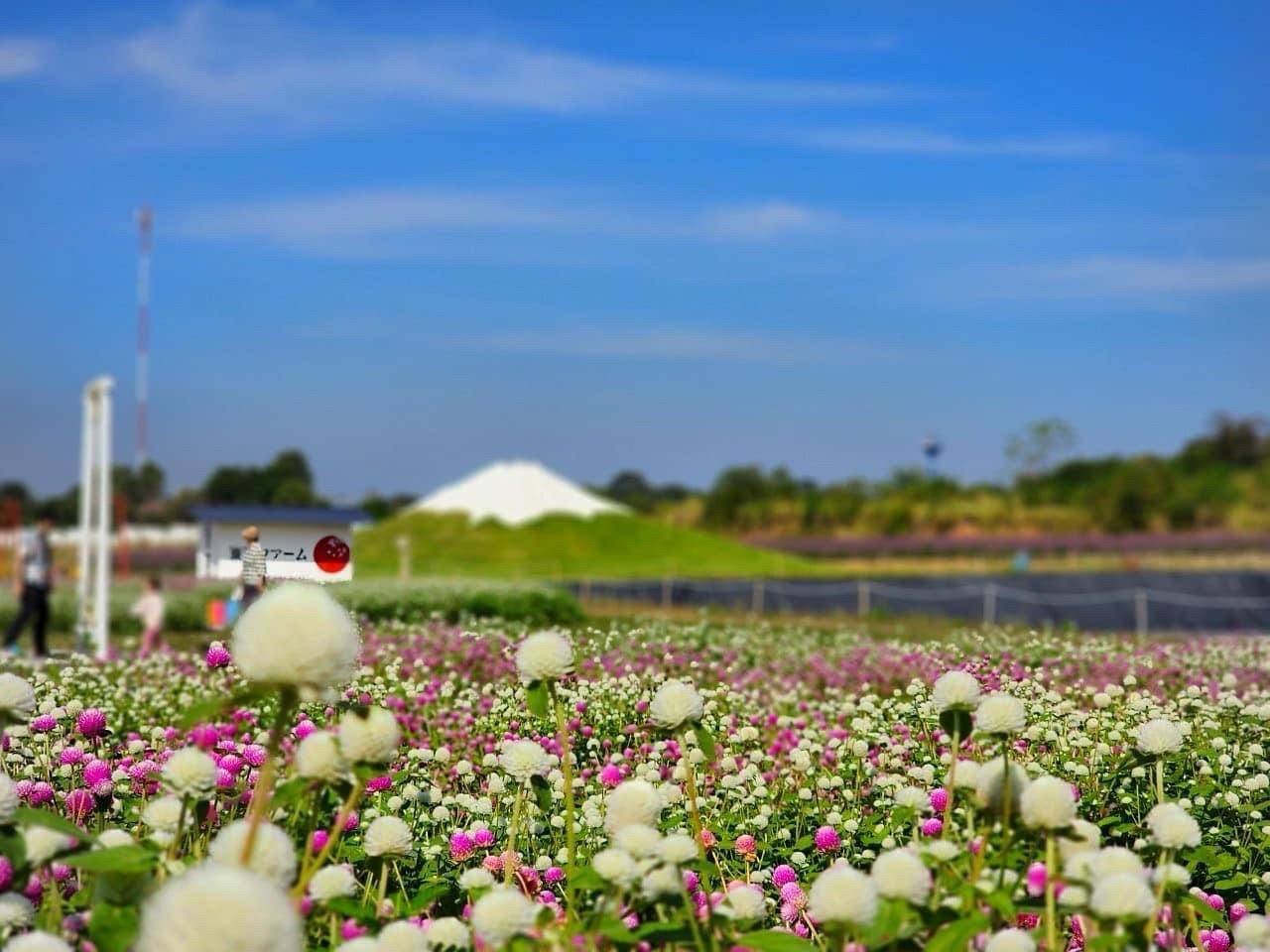 รูป Tokyo farm โตเกียวฟาร์ม สวนดอกไม้ปากช่อง