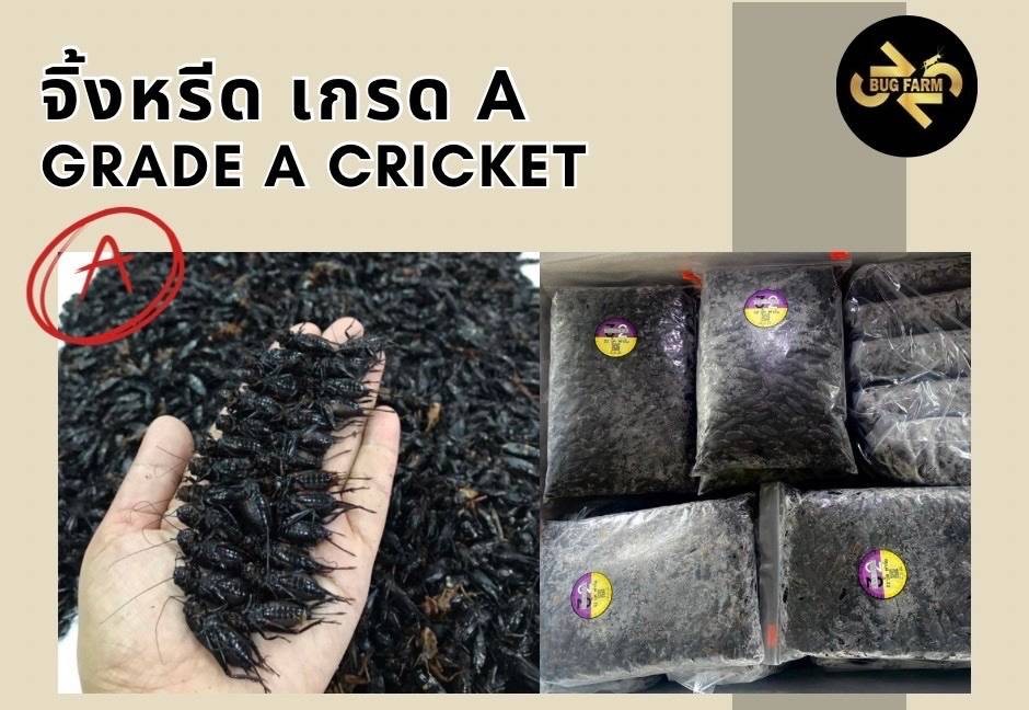 ร้าน 32 bug farm