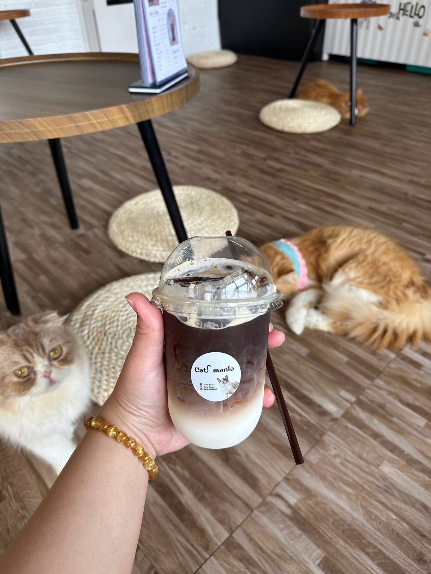 ร้าน Cats Mania ระยอง | รีวิวร้านอาหาร