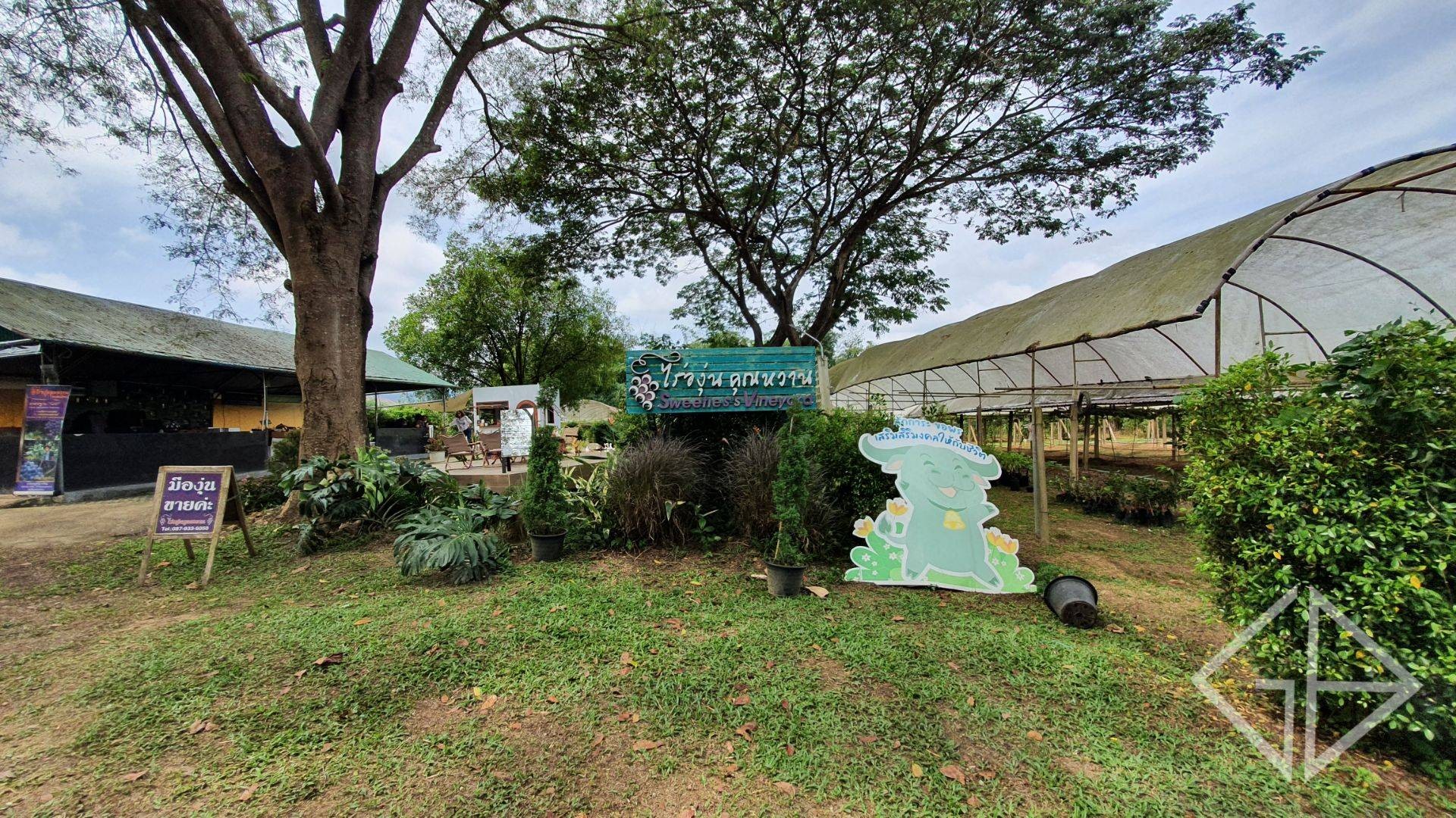 รีวิว IKOI CAFE - [GBR] คาเฟ่ในสวนองุ่นแบบปลอดสารพิษ ถ่าย เที่ยว ปลิดจากต้นได้เลย (3.75 ดาวจ๊ะ)