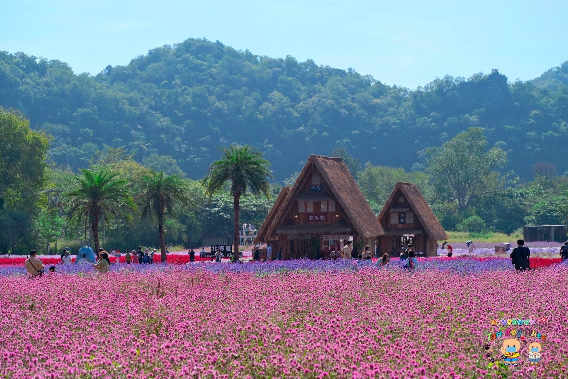 รีวิว Hokkaido Flower Park Khaoyai - ทุ่งดอกไม้หลากสีใจกลางเขาใหญ่