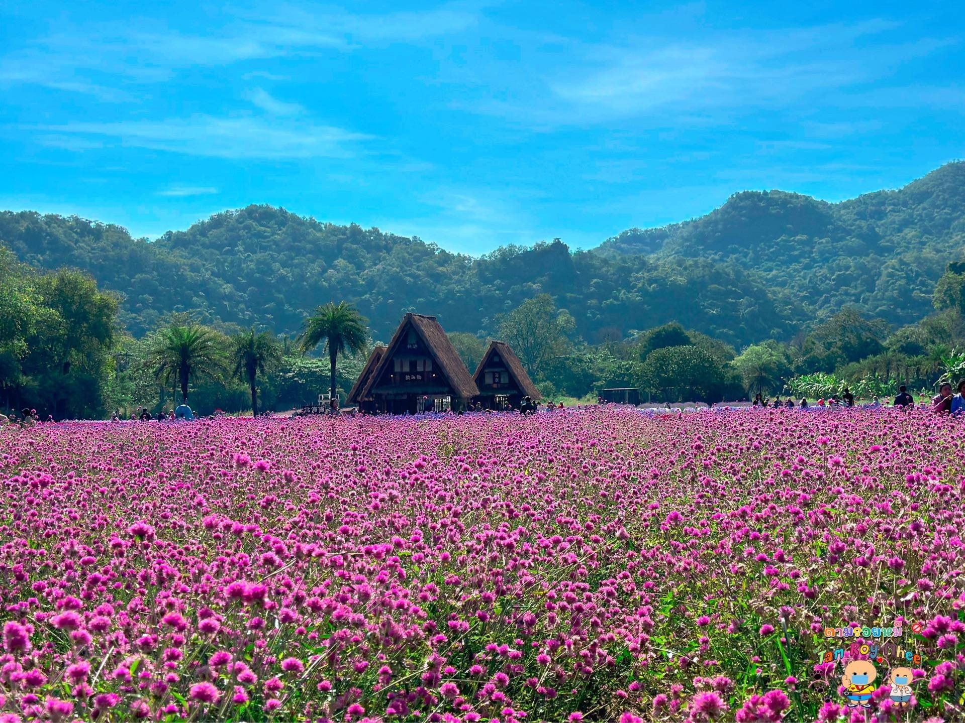 รูป Hokkaido Flower Park Khaoyai