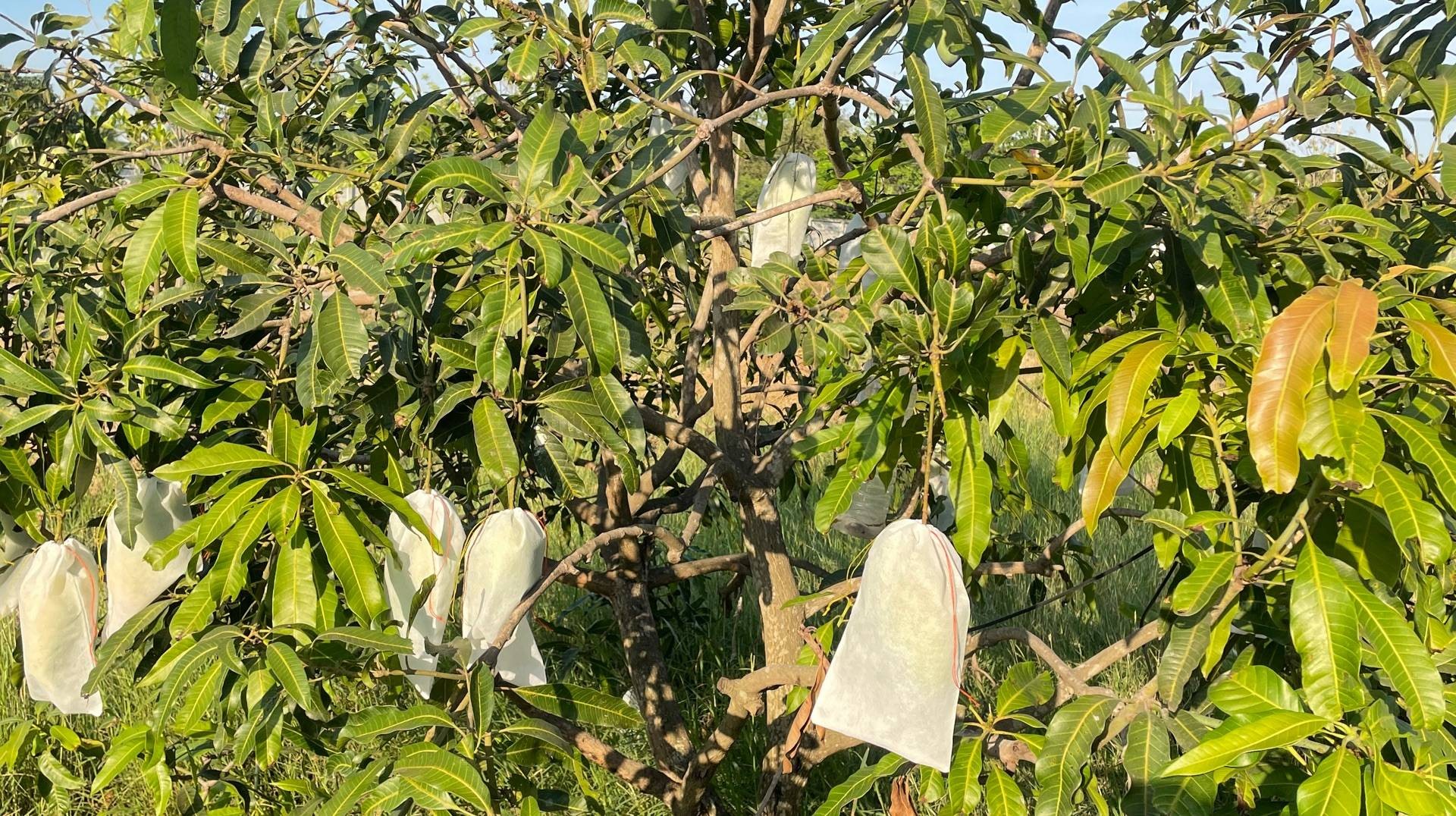 Daily mango 🥭 - สั่งอาหารเดลิเวอรี | Wongnai x LINE MAN