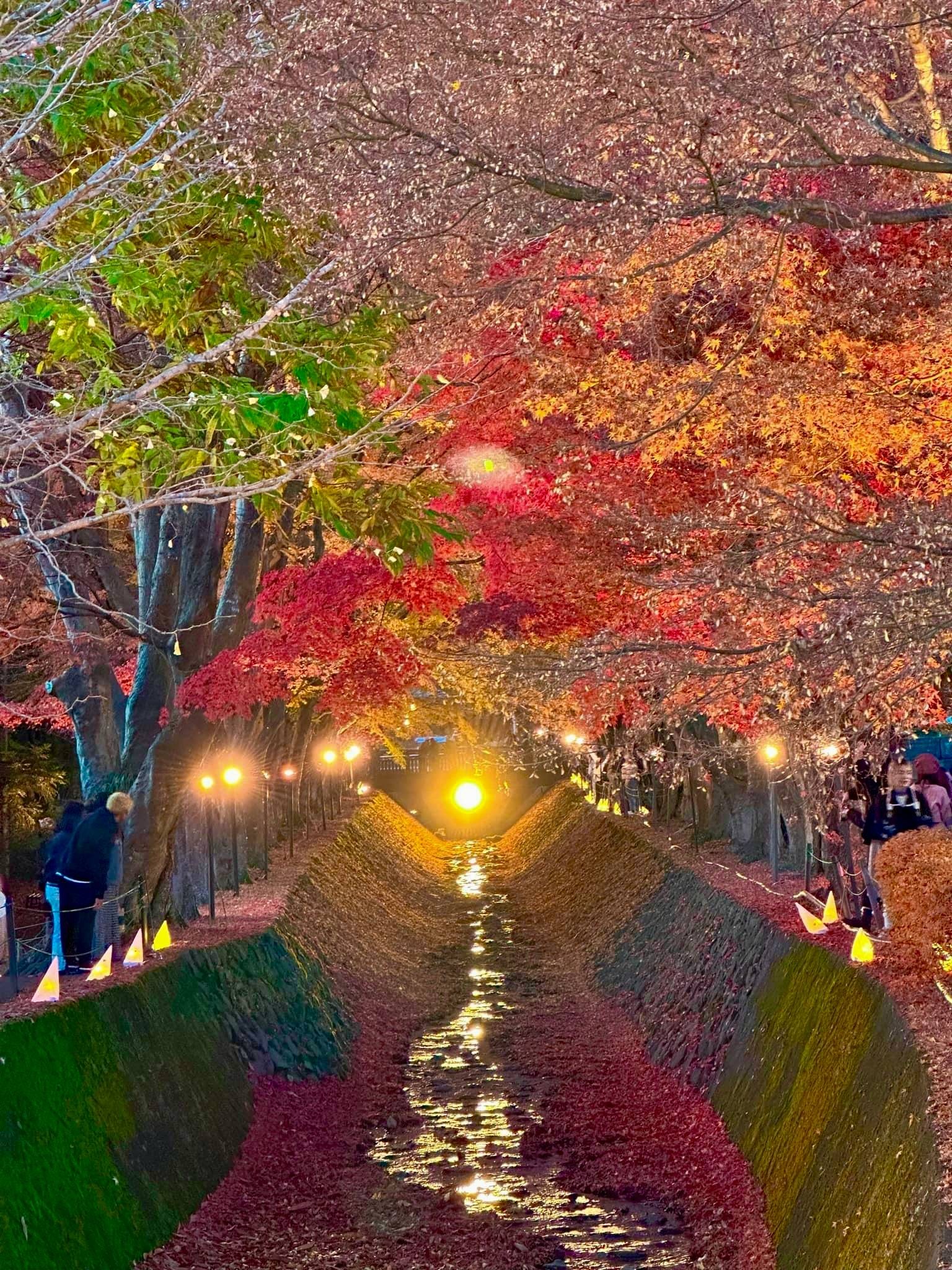 รีวิว Maple Corridor - " Maple Corridor ” ทางเดินสายต้นเมเปิ้ล ยิ่งไป ...