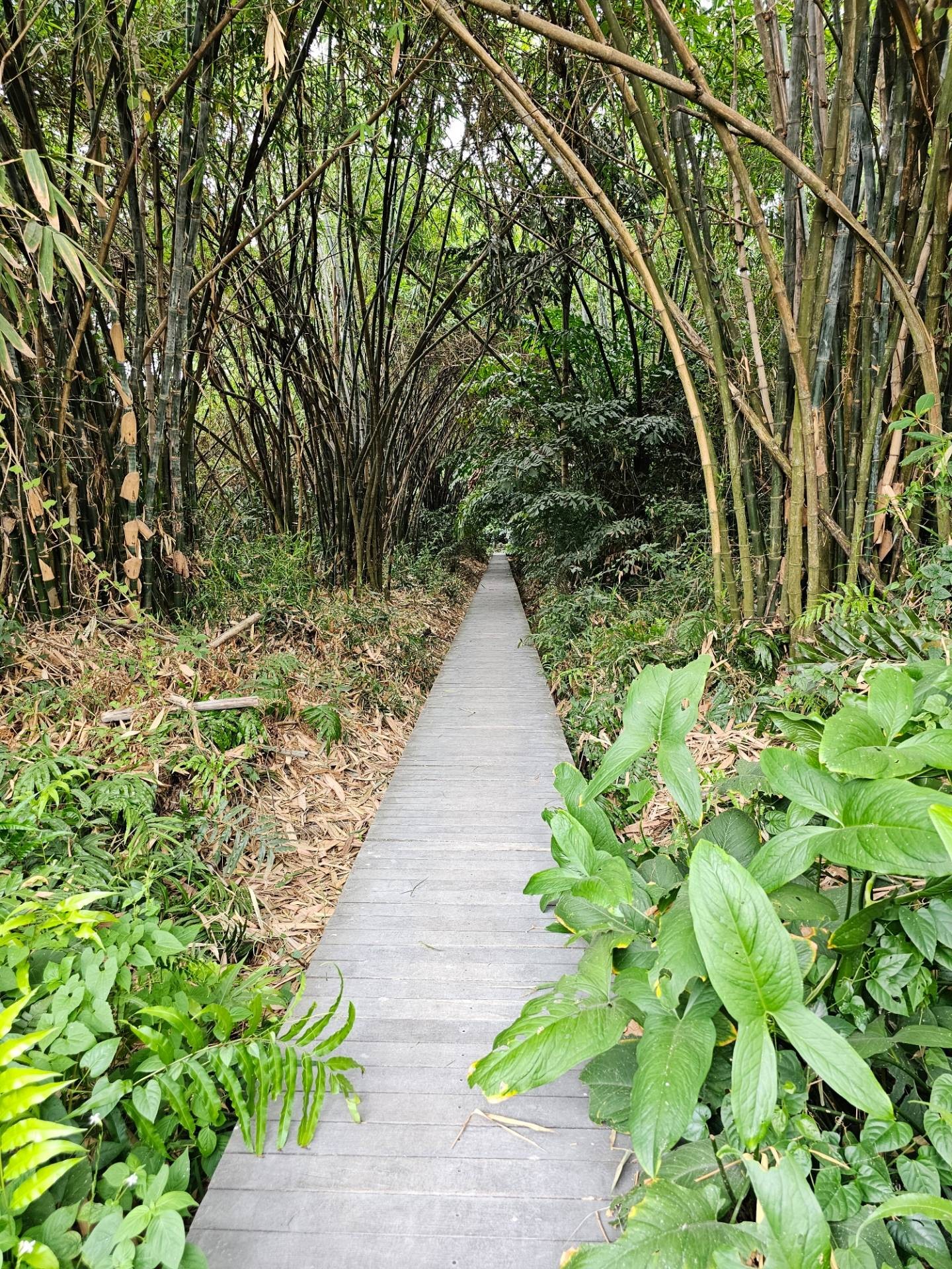 รีวิว Little Tree Garden บ้านใหม่ - Little Tree Garden