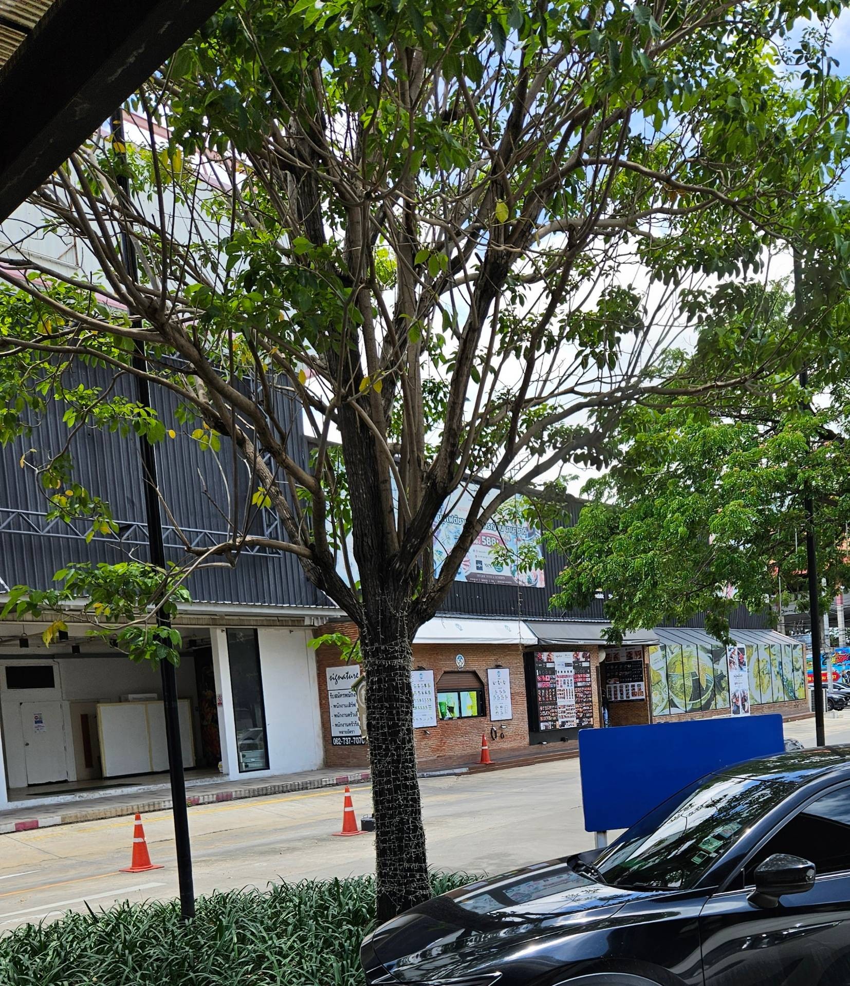 Signature BKK The paseo กาญจนาภิเษก - สั่งอาหารเดลิเวอรี | Wongnai x ...